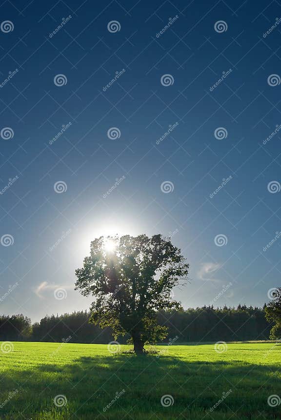 Single Tree, Greenfield and Forest Stock Image - Image of agriculture ...