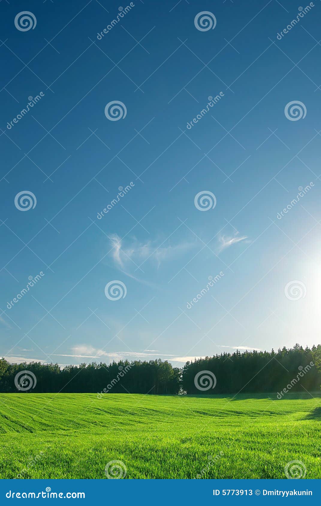 Single Tree, Greenfield and Forest Stock Image - Image of solitude ...