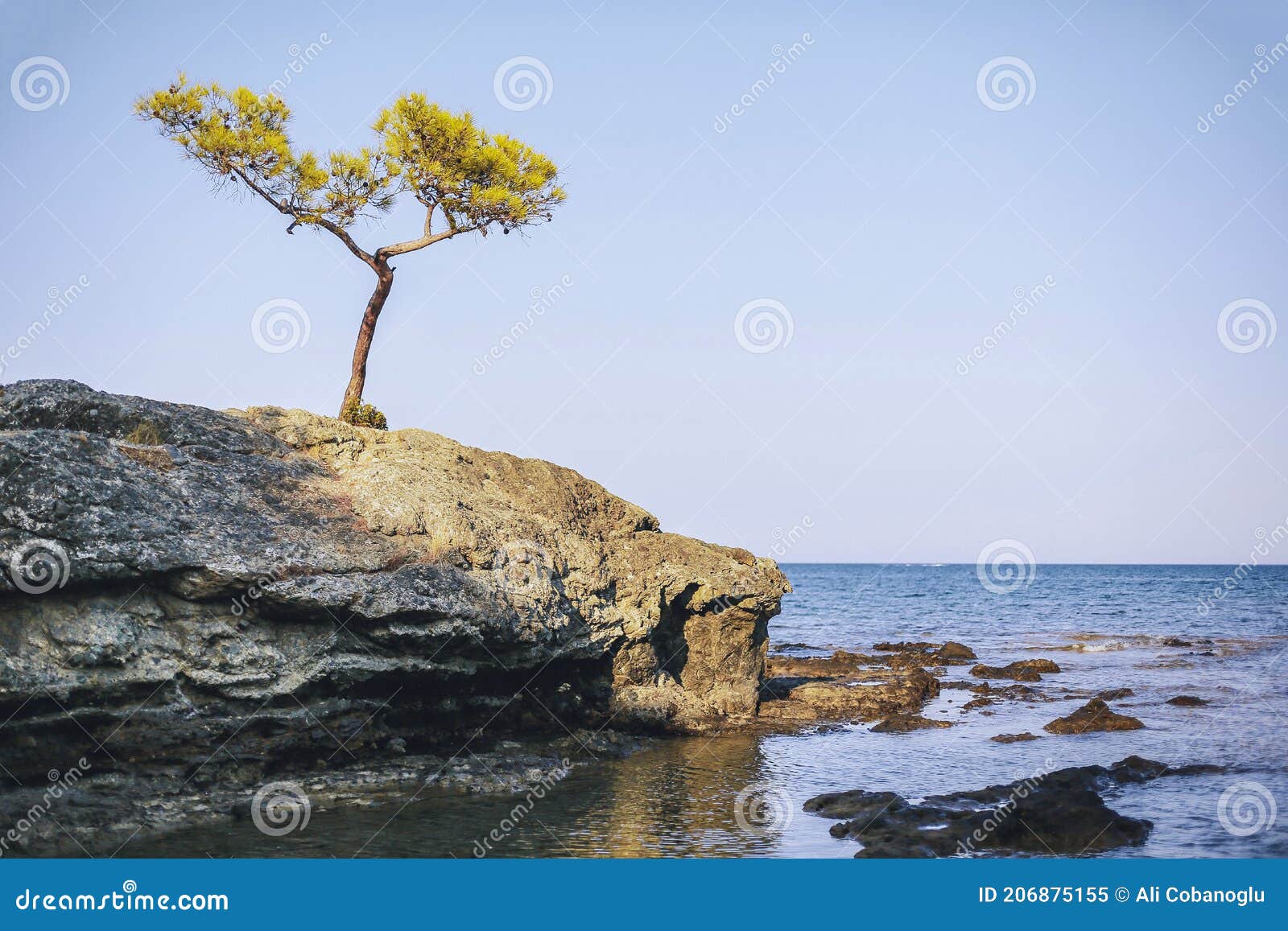 A Single Tree that Grew on a Large Rock by the Sea in Turkey Stock ...