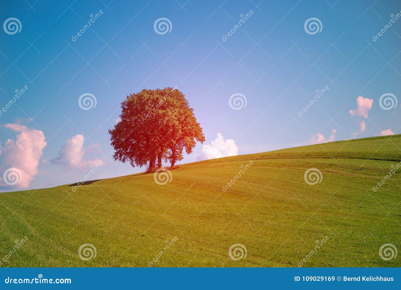 Single Tree Group on a Field Stock Image - Image of countrye ...