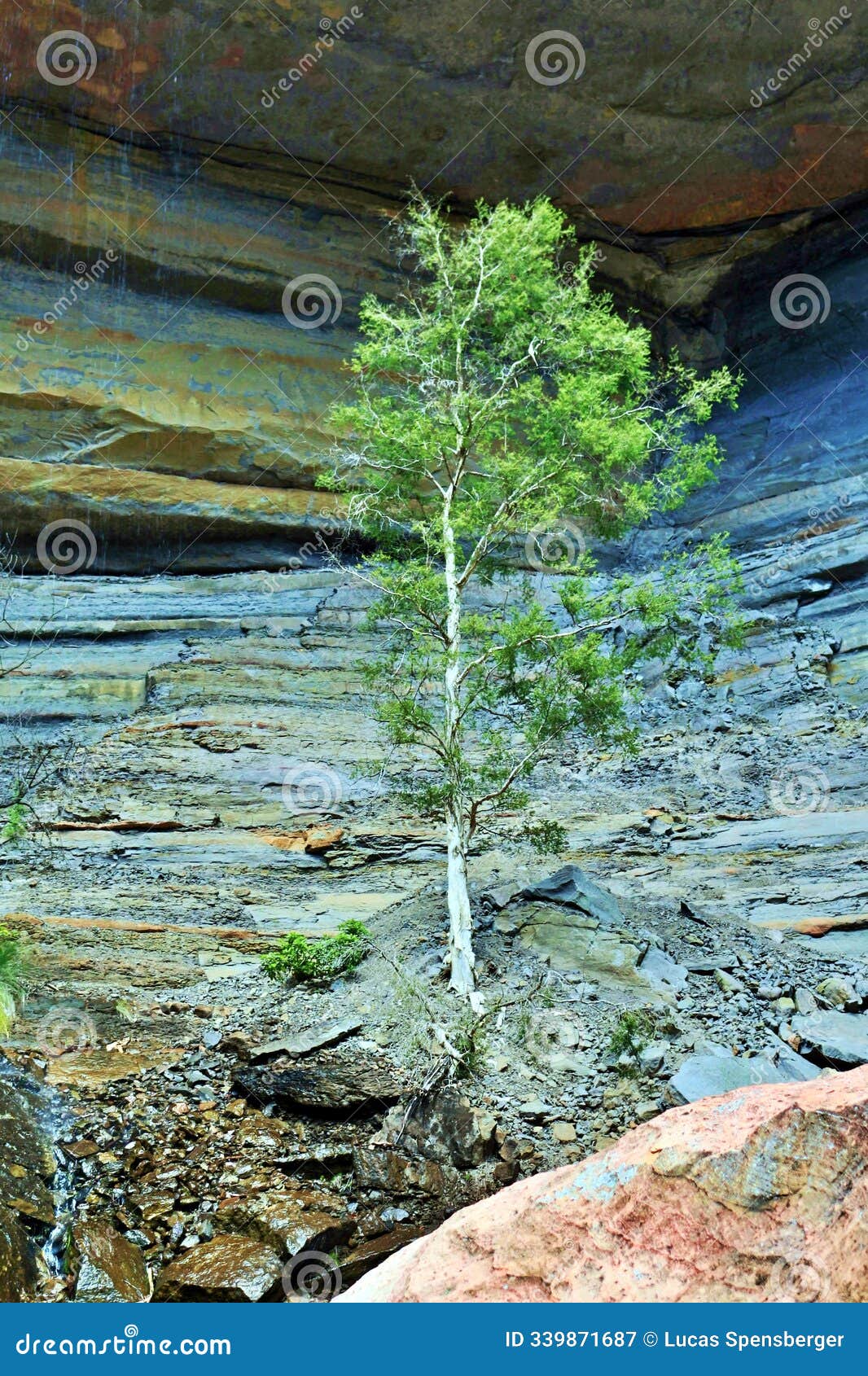 Single Tree Growing on the Cliff Wall. Stock Image - Image of cliff ...