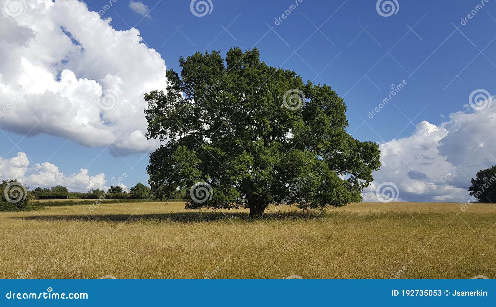 Single Tree Growing in a Corn Field Stock Image - Image of growing ...