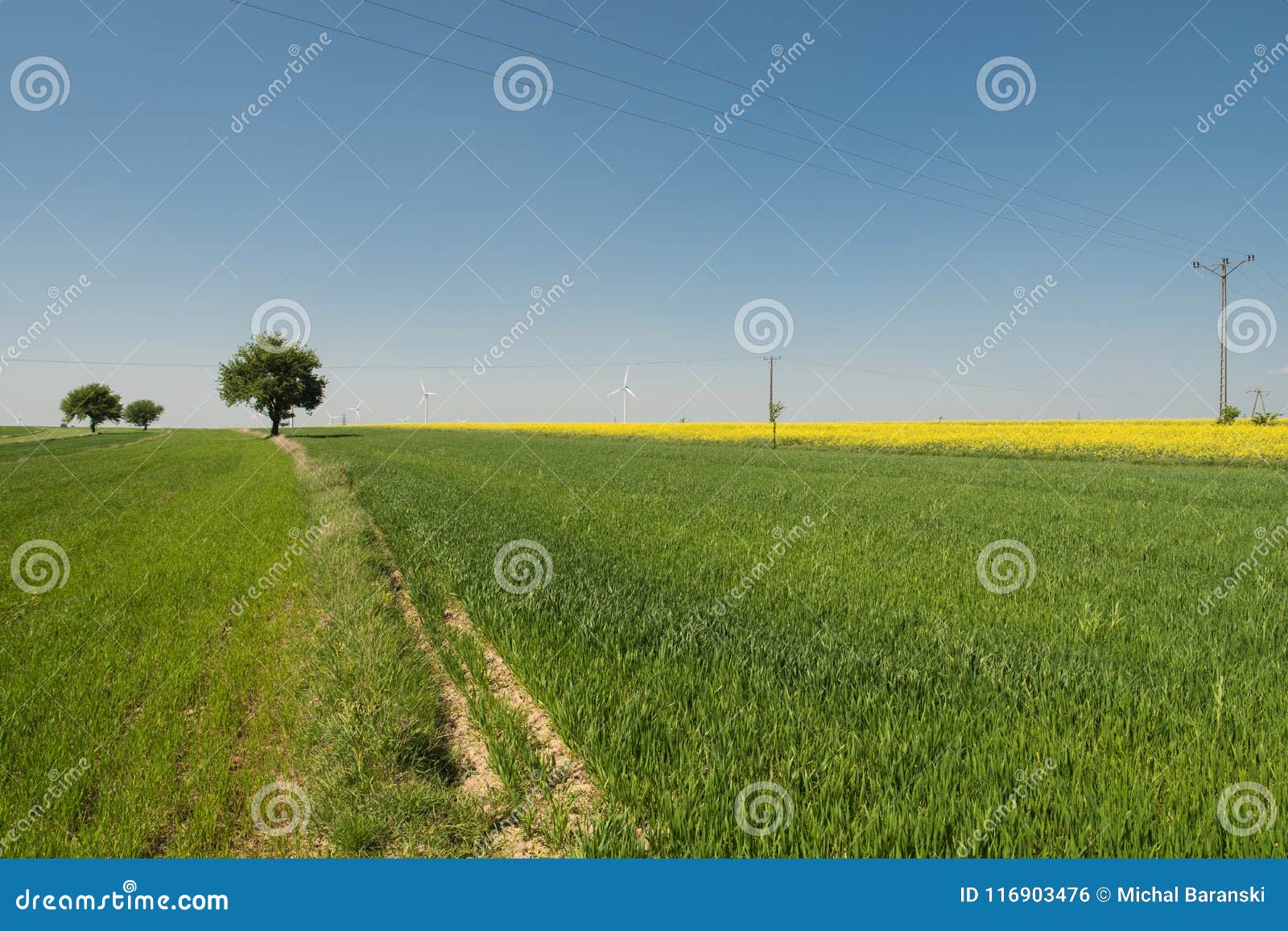 Single tree in the field stock photo. Image of rural - 116903476