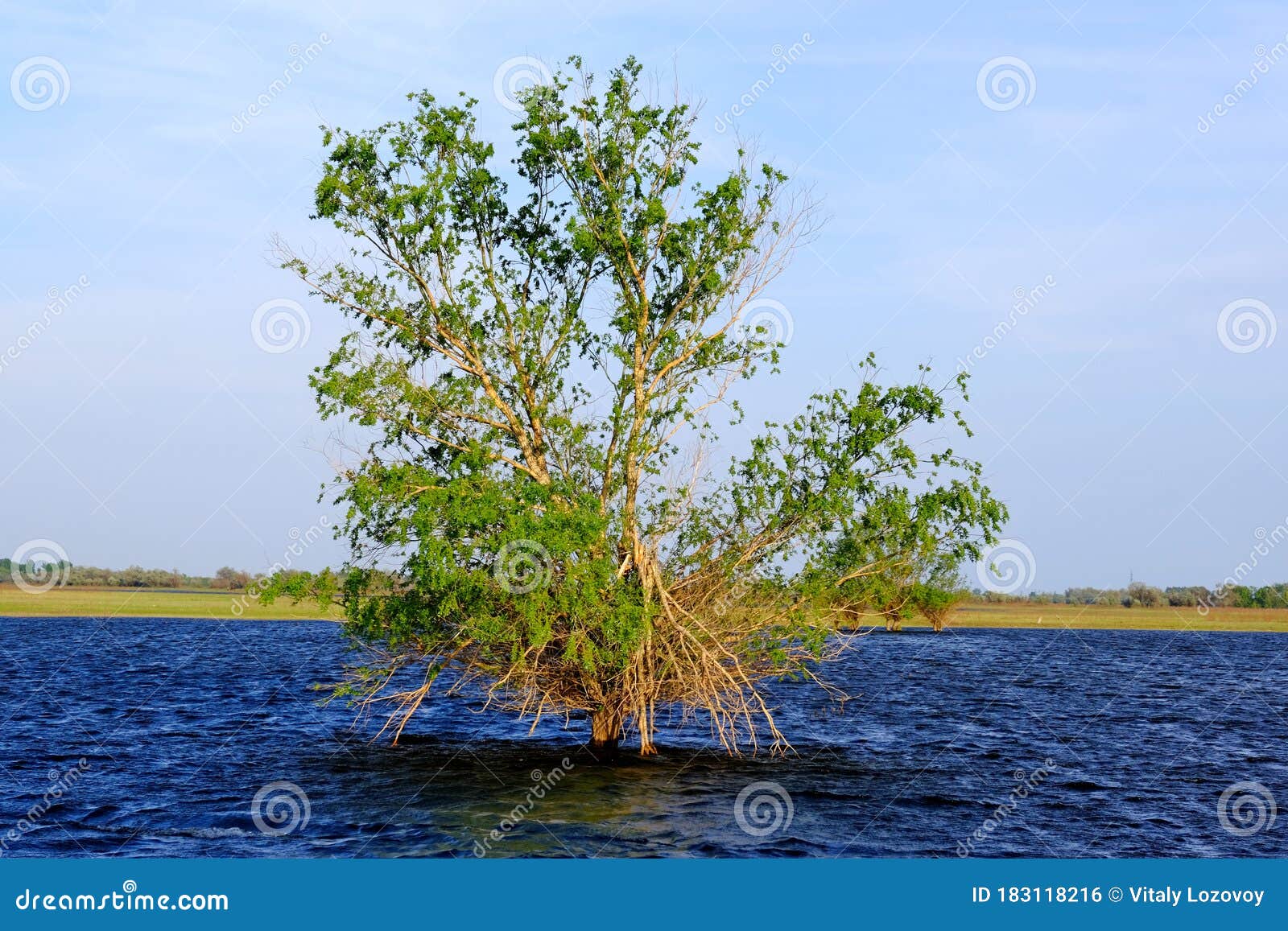 Single Tree Growing in the River Stock Photo - Image of tree, river ...
