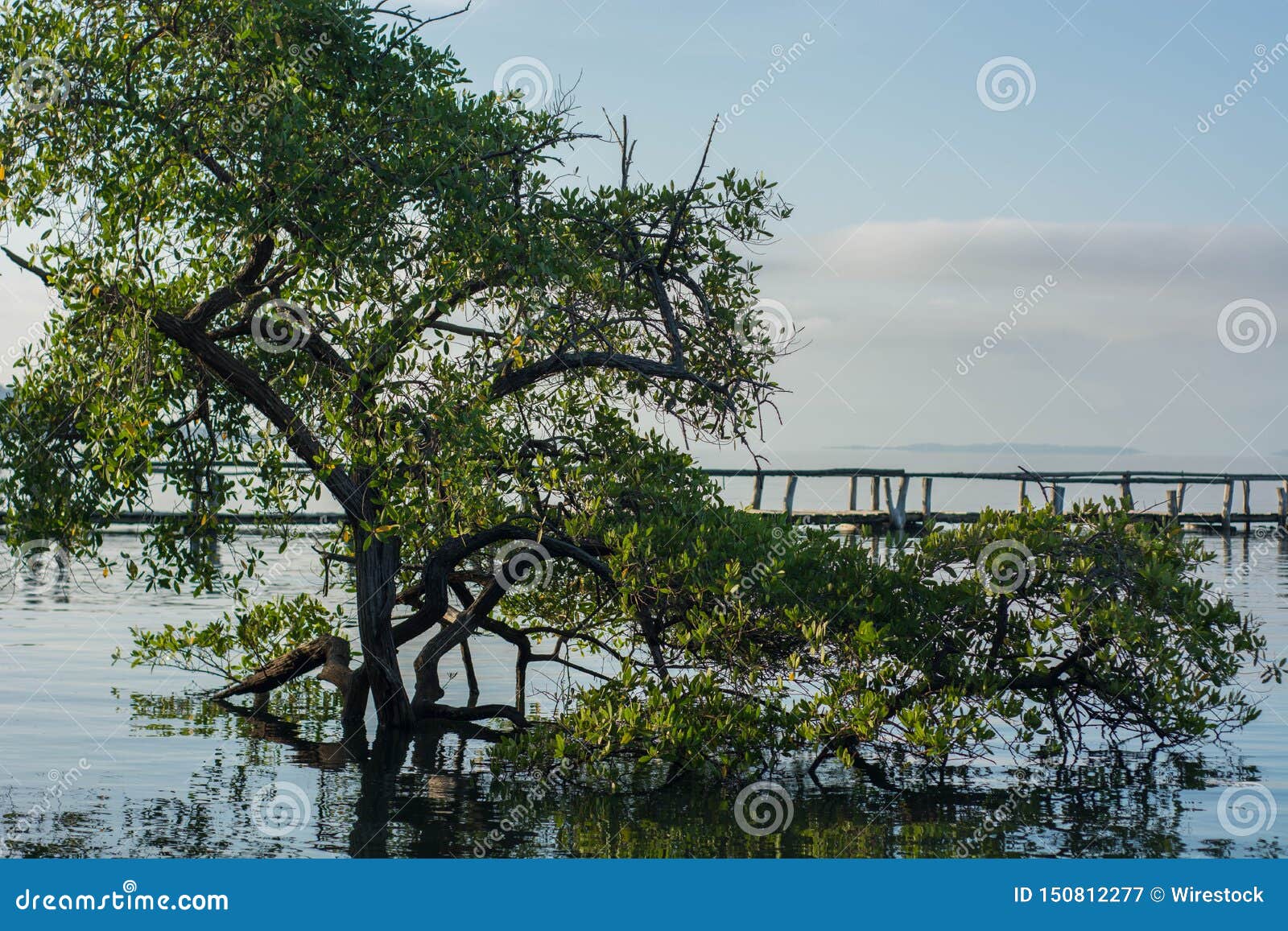 Single Tree Grown at the Coast of the Sea Next To the Pier with ...