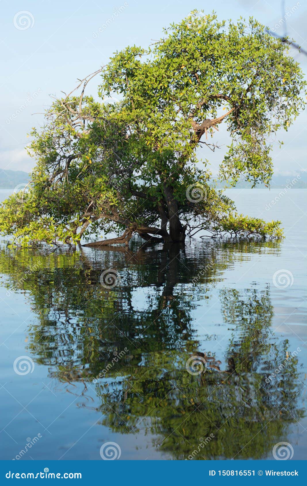 Single Tree Grown at the Coast of the Sea Next To the Pier with ...