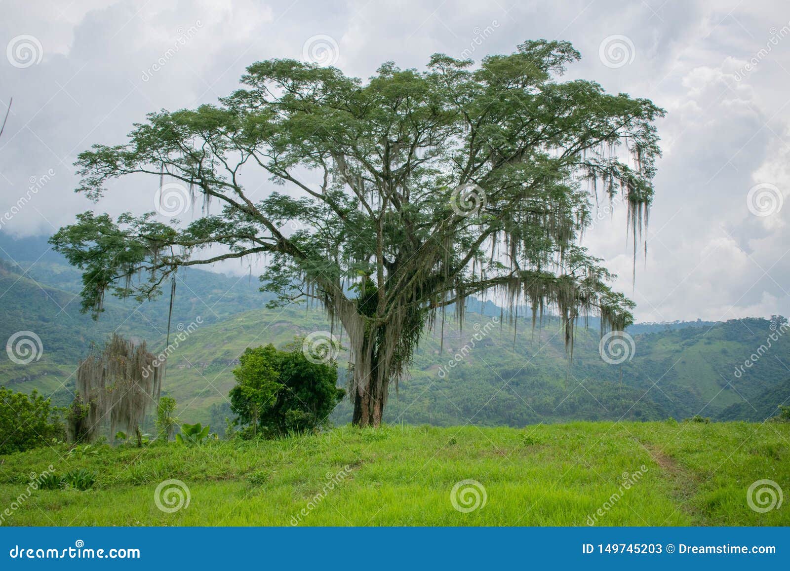 Rainforest Single Tree