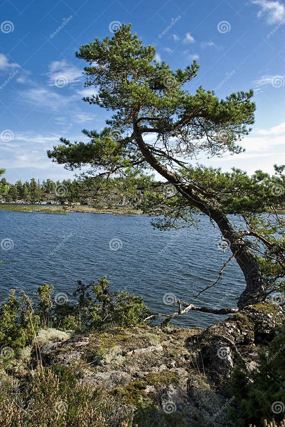 Single Tree Hanging Over Lake in Sweden Stock Image - Image of weather ...