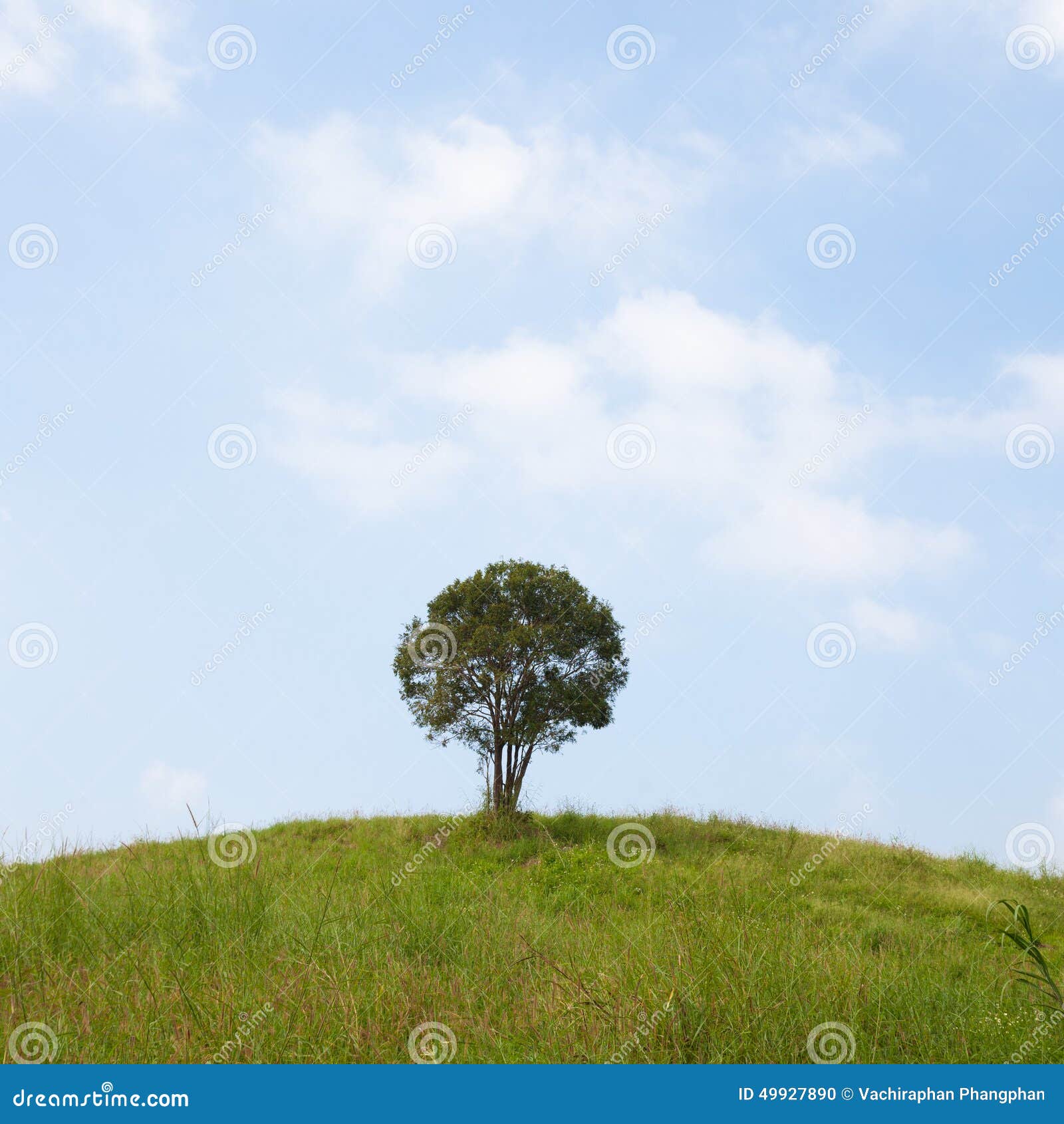 Single tree on a hill. stock photo. Image of single, green - 49927890