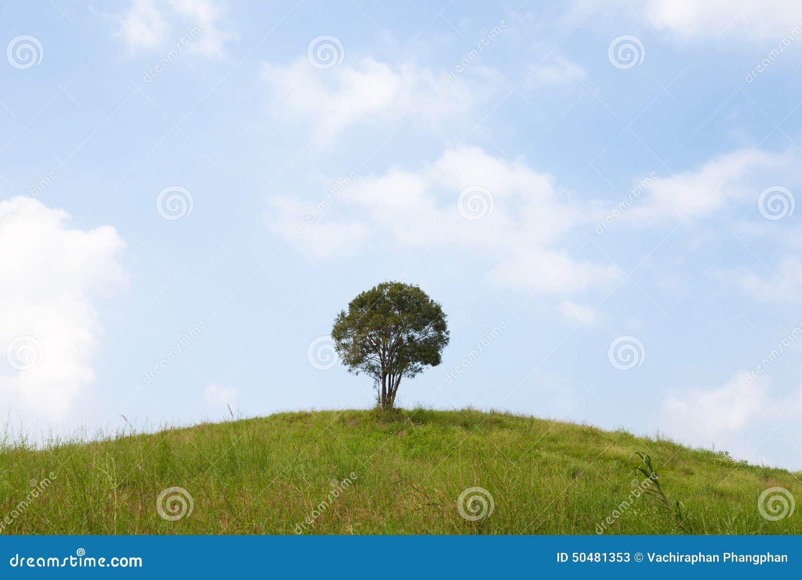Single tree on a hill. stock image. Image of summer, nature - 50481353
