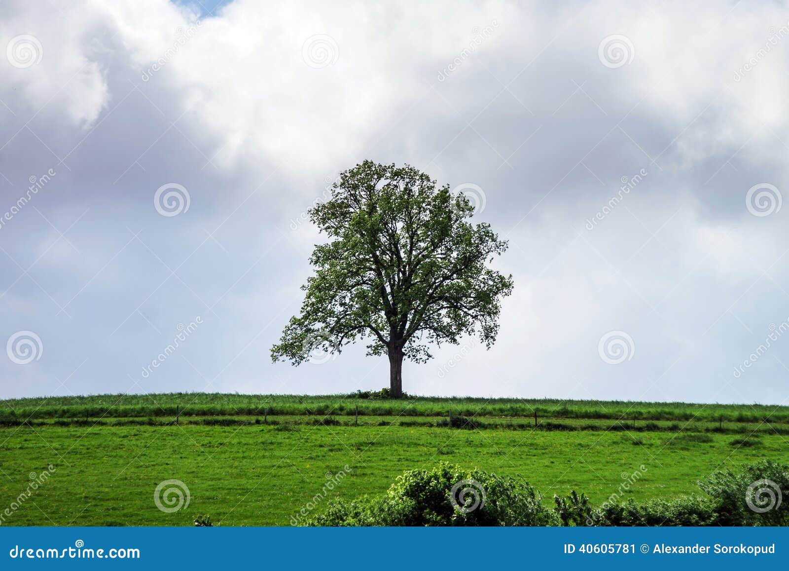 Single tree on a hill stock image. Image of colorful - 40605781