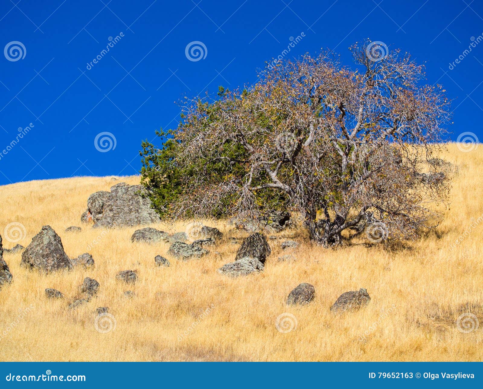 Single tree on the hill stock image. Image of forest - 79652163