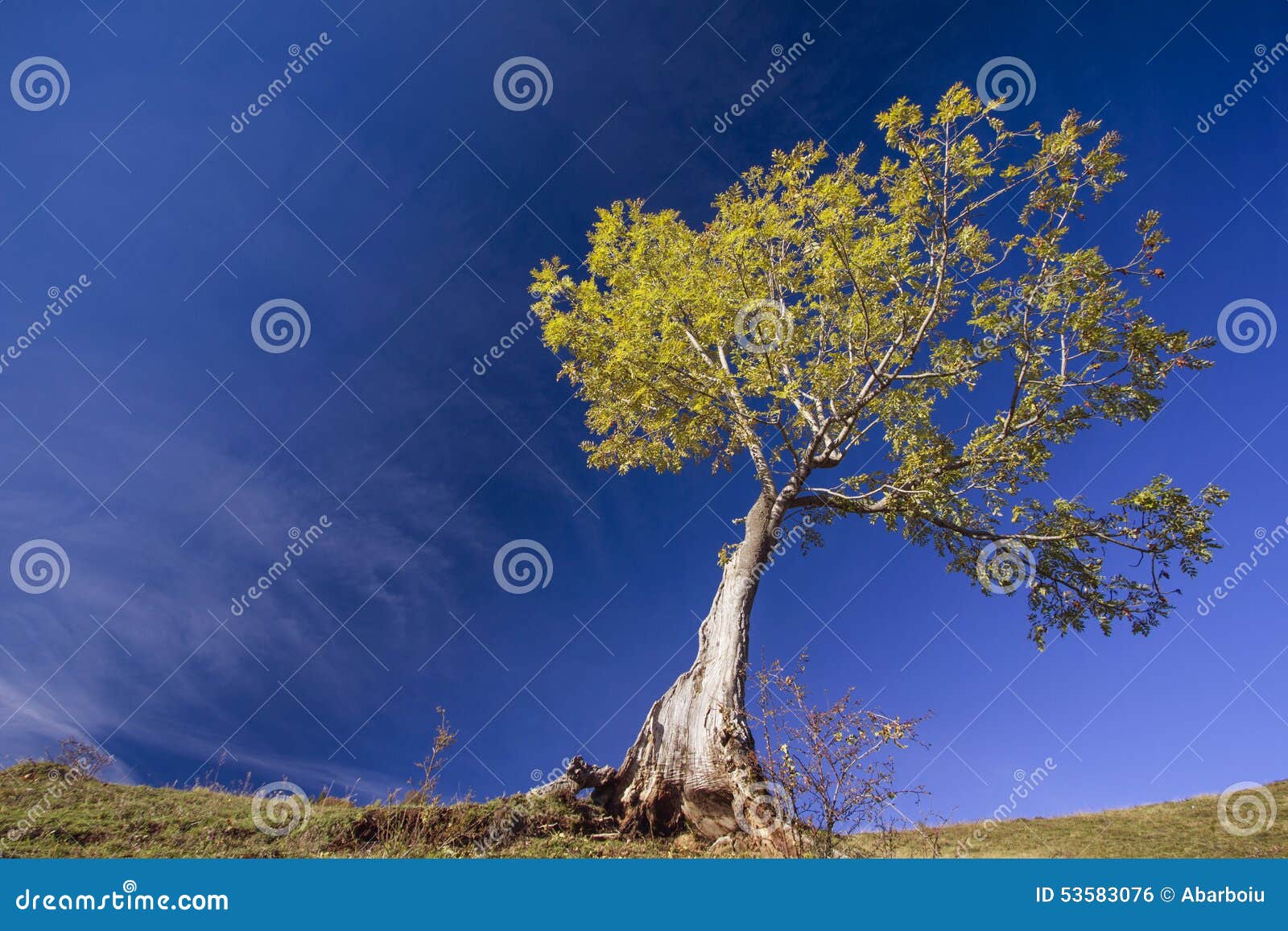 Single tree on a hill stock photo. Image of paradise - 53583076