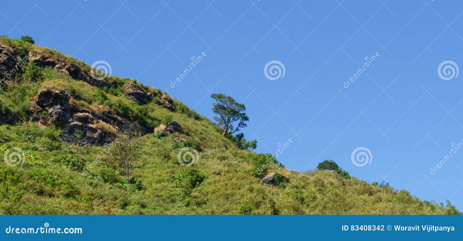 Single Tree on Hill stock photo. Image of field, blooming - 83408342