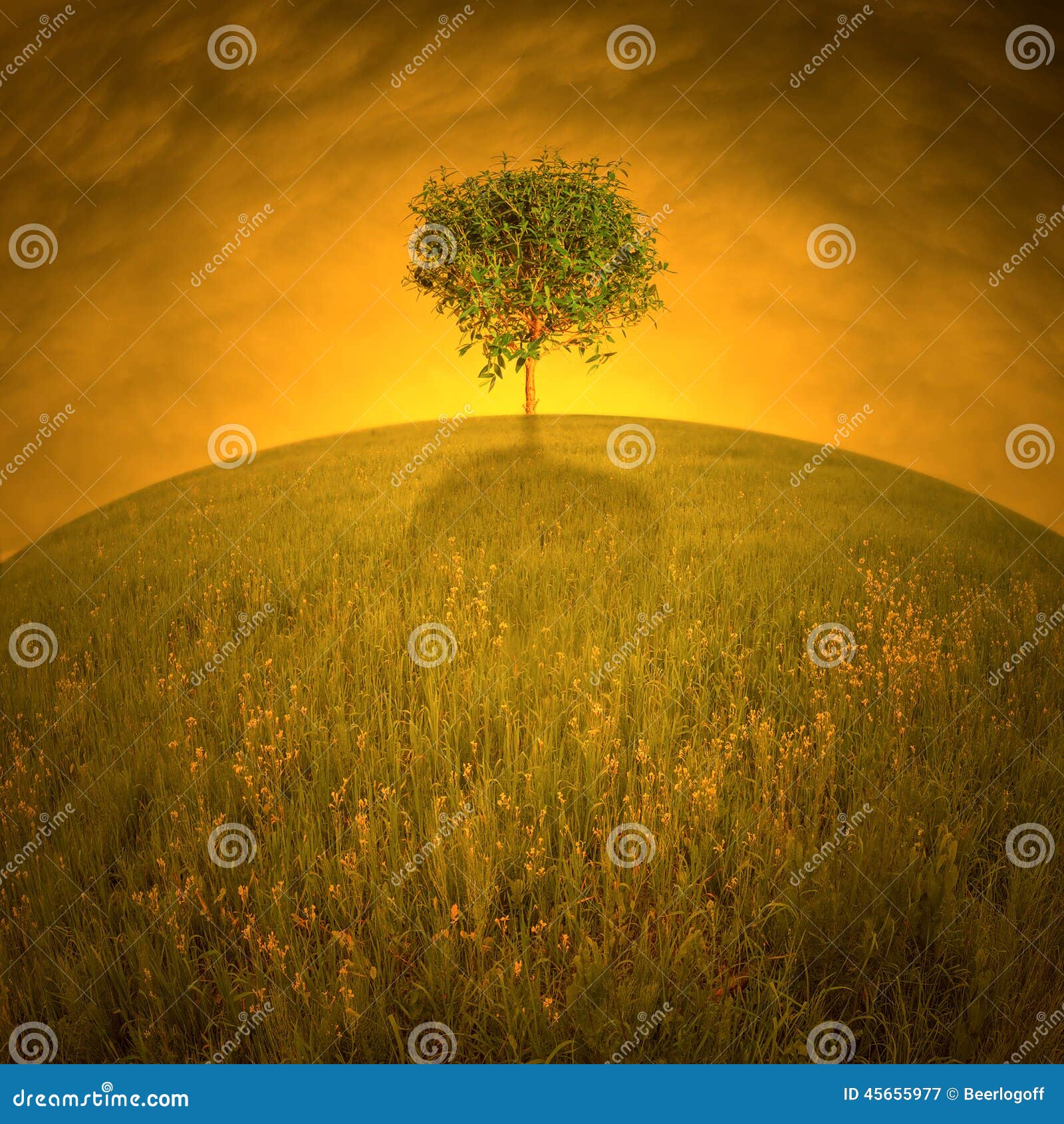 Single tree on hill stock image. Image of environment - 45655977