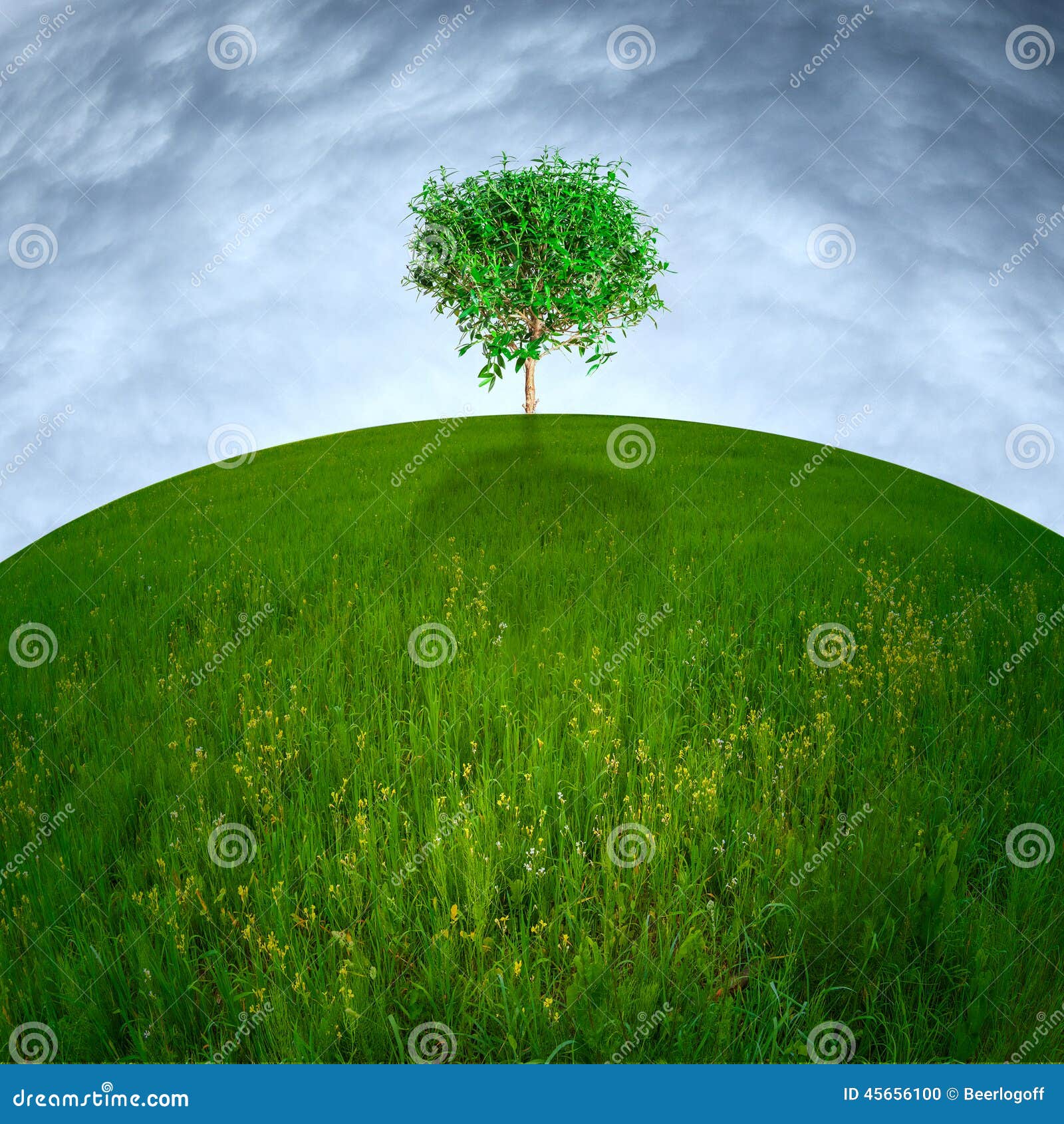 Single tree on hill stock photo. Image of leaf, earth - 45656100