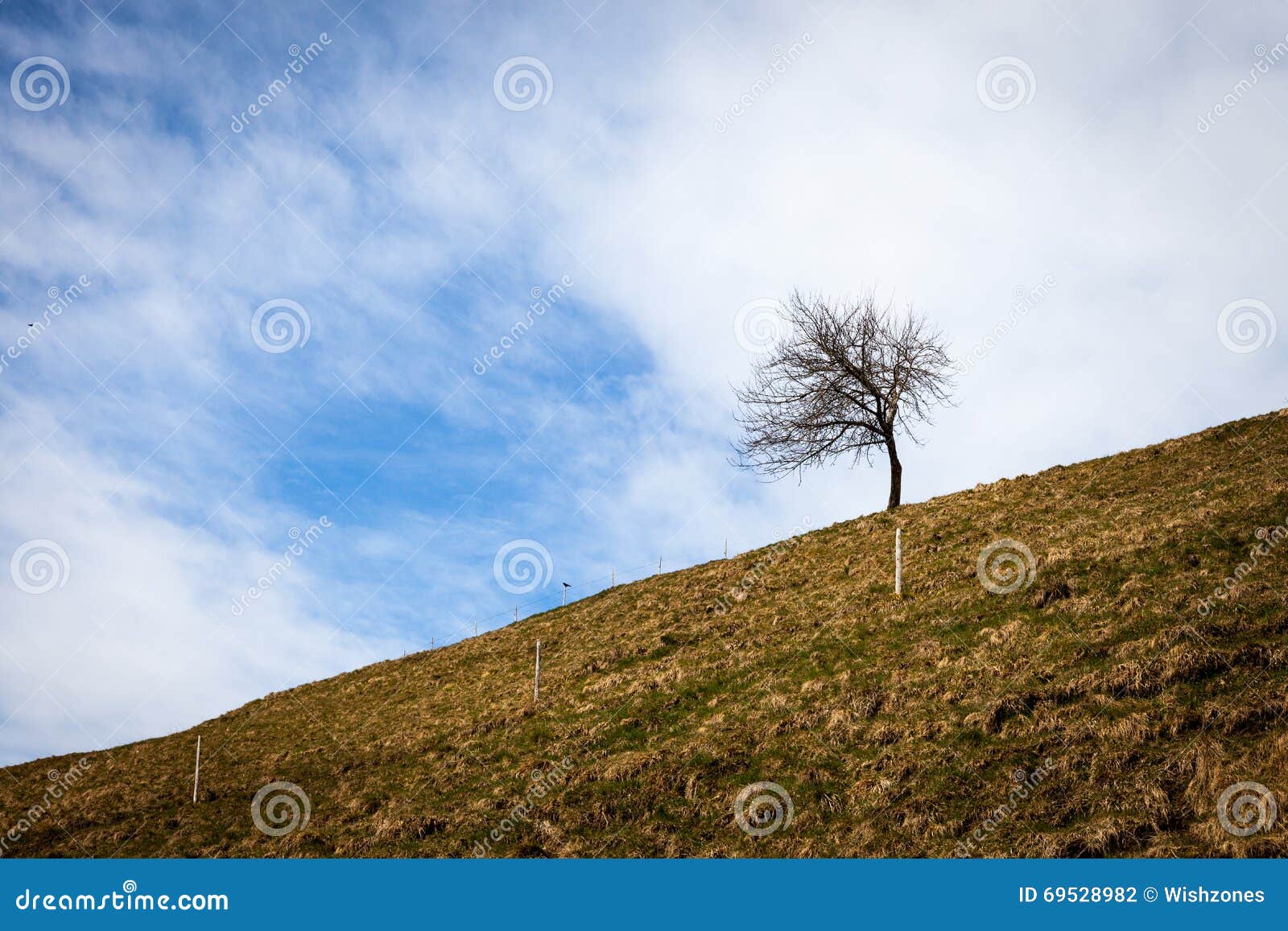 Single tree on a hill stock photo. Image of fence, single - 69528982