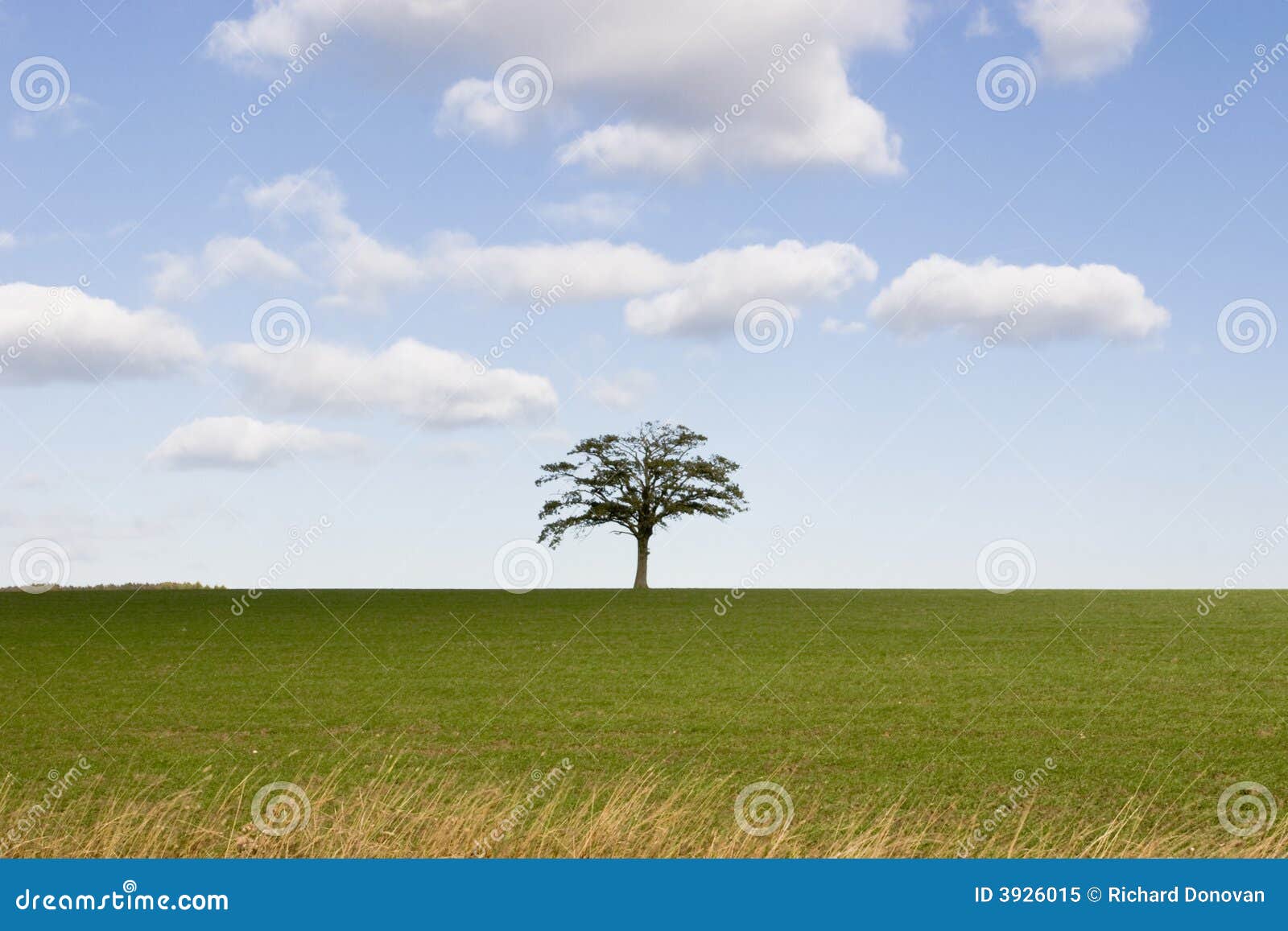 Single Tree on Horizon stock image. Image of country, single - 3926015