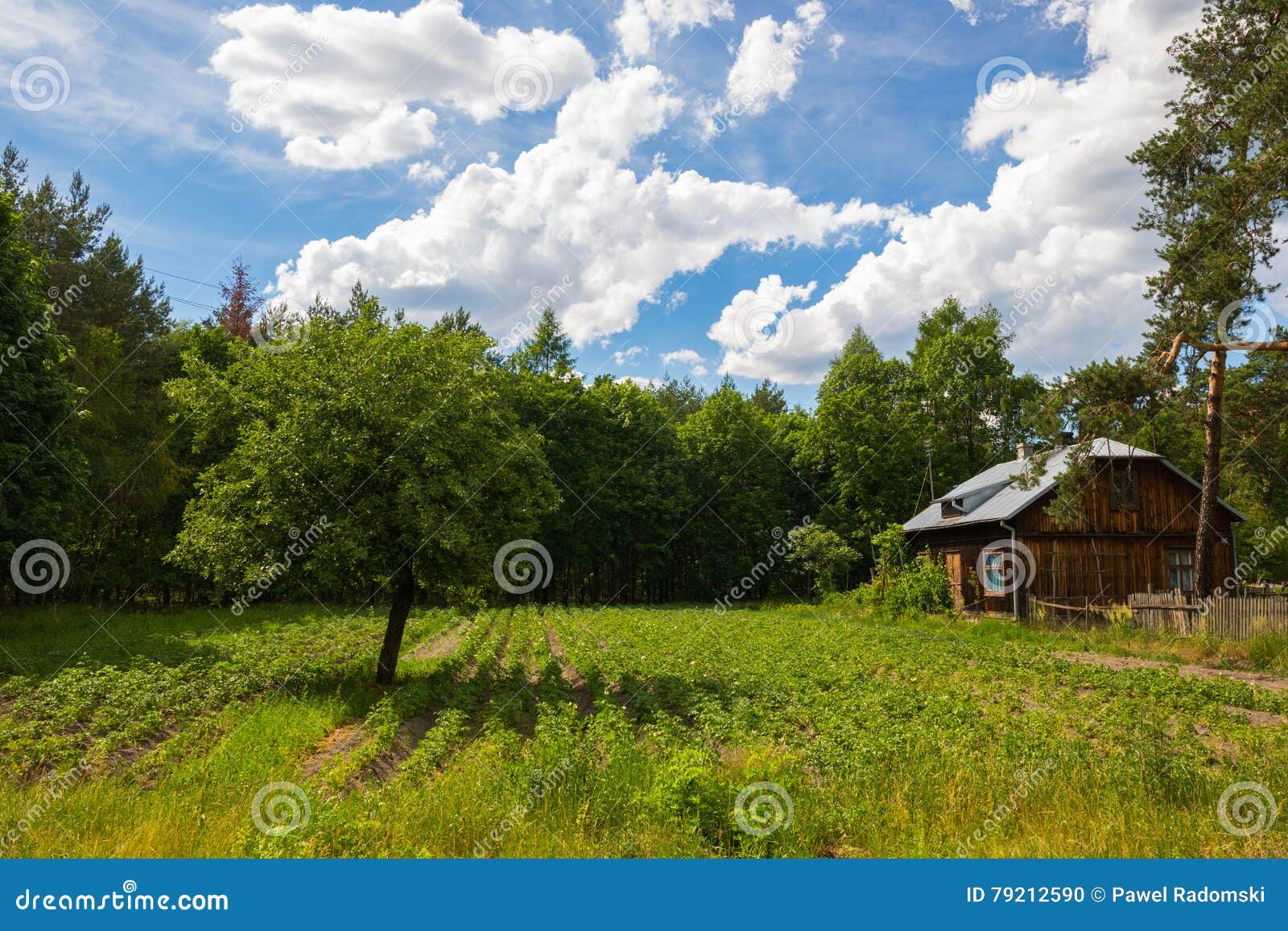 Single Tree and a House on the Meadow Stock Photo - Image of summer ...