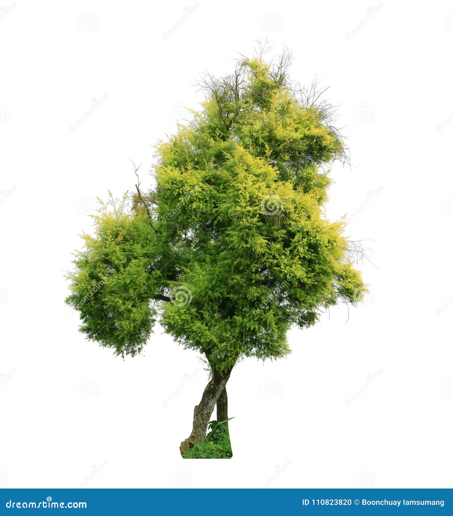 Single Tree Isolated on White Stock Photo - Image of growth, forest ...