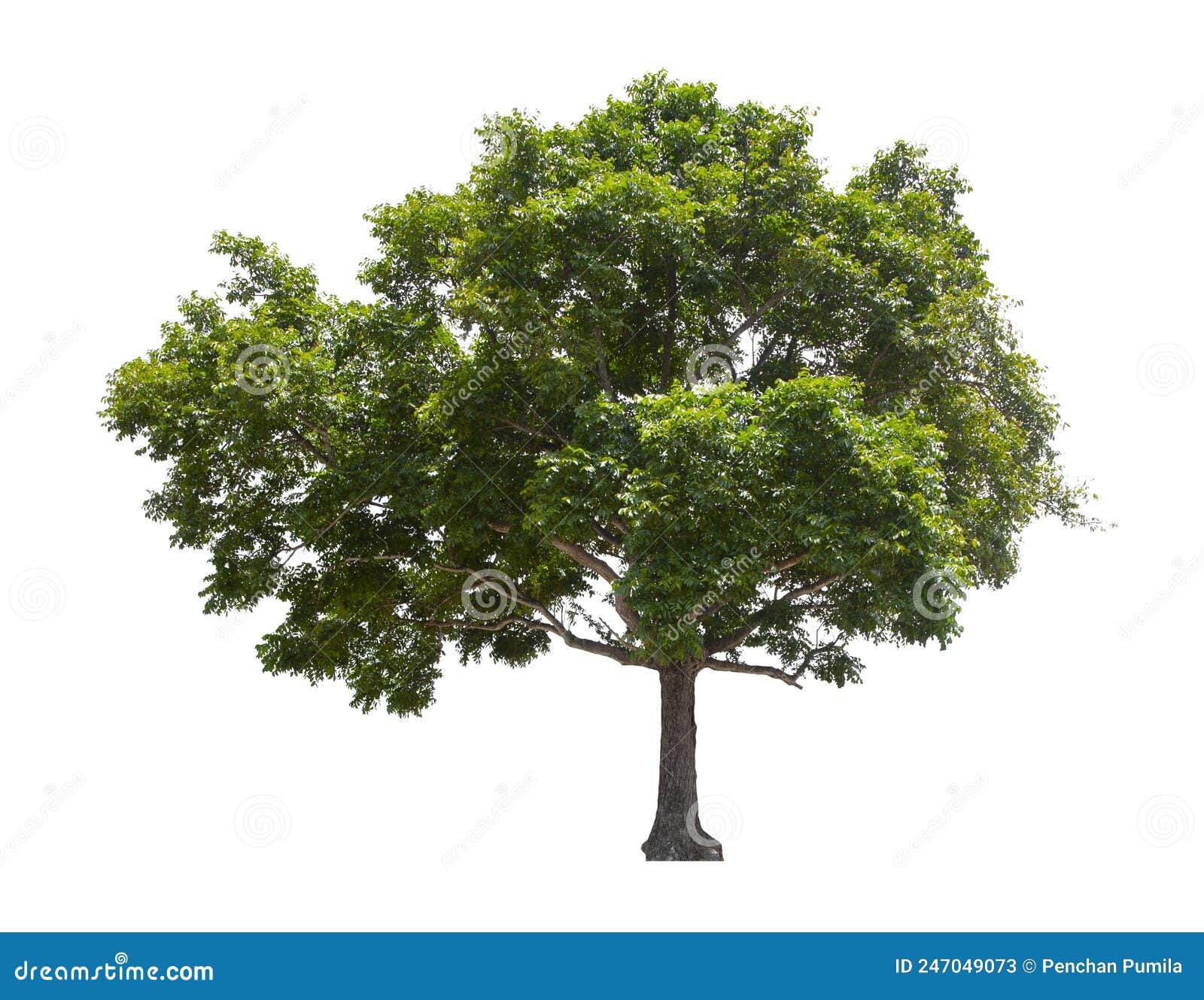 Single Tree Isolated on White Background Stock Image - Image of forest ...