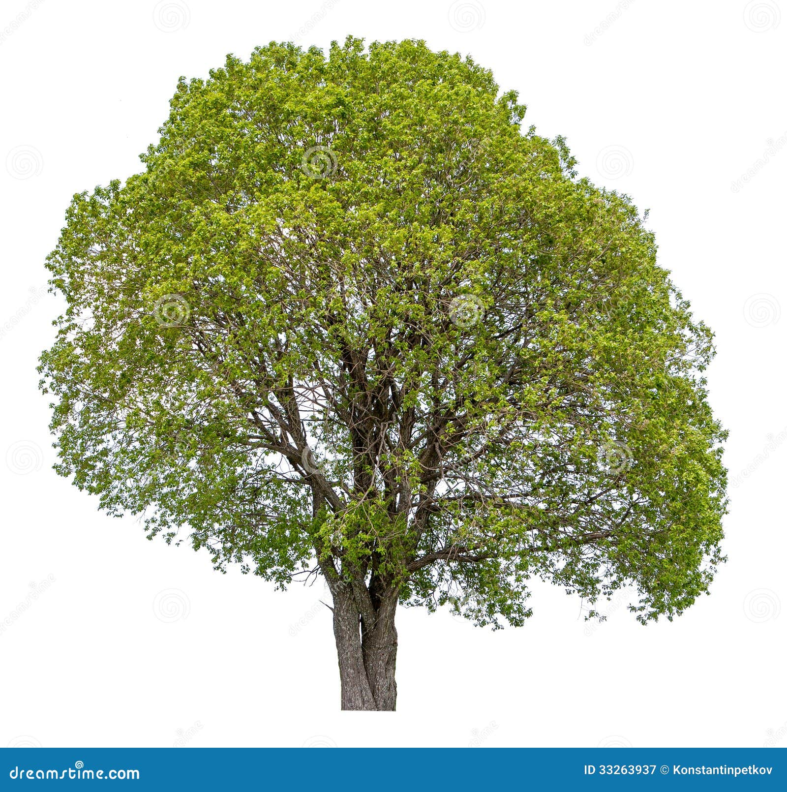 Single tree isolated stock image. Image of plant, foliage - 33263937