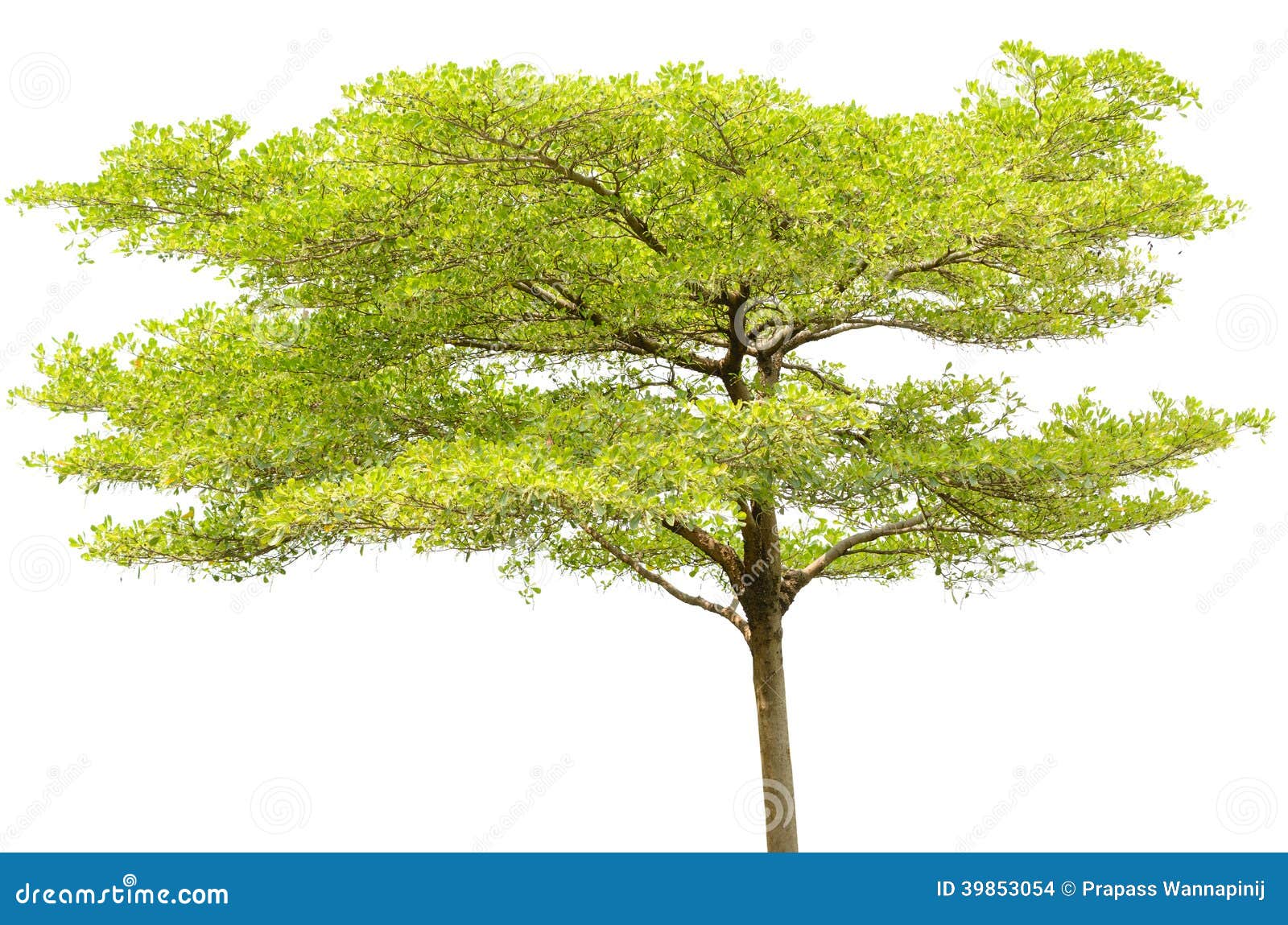 Single tree isolated stock photo. Image of plant, botanic - 39853054