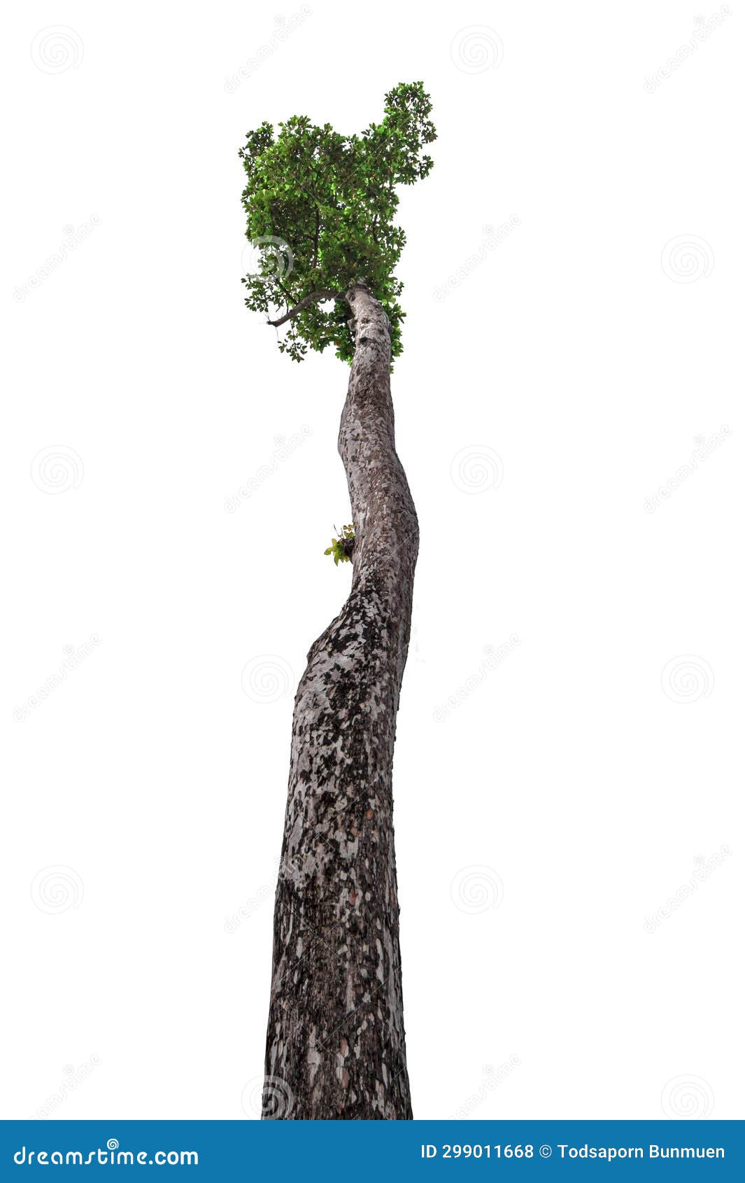 Single Tree Isolated on White Background with Clipping Path Stock Photo ...