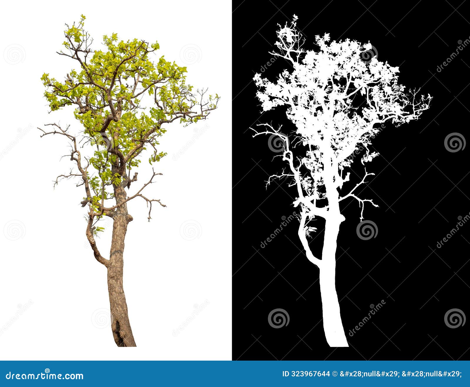 Single Tree Isolated on White Background with Clipping Path and Alpha ...