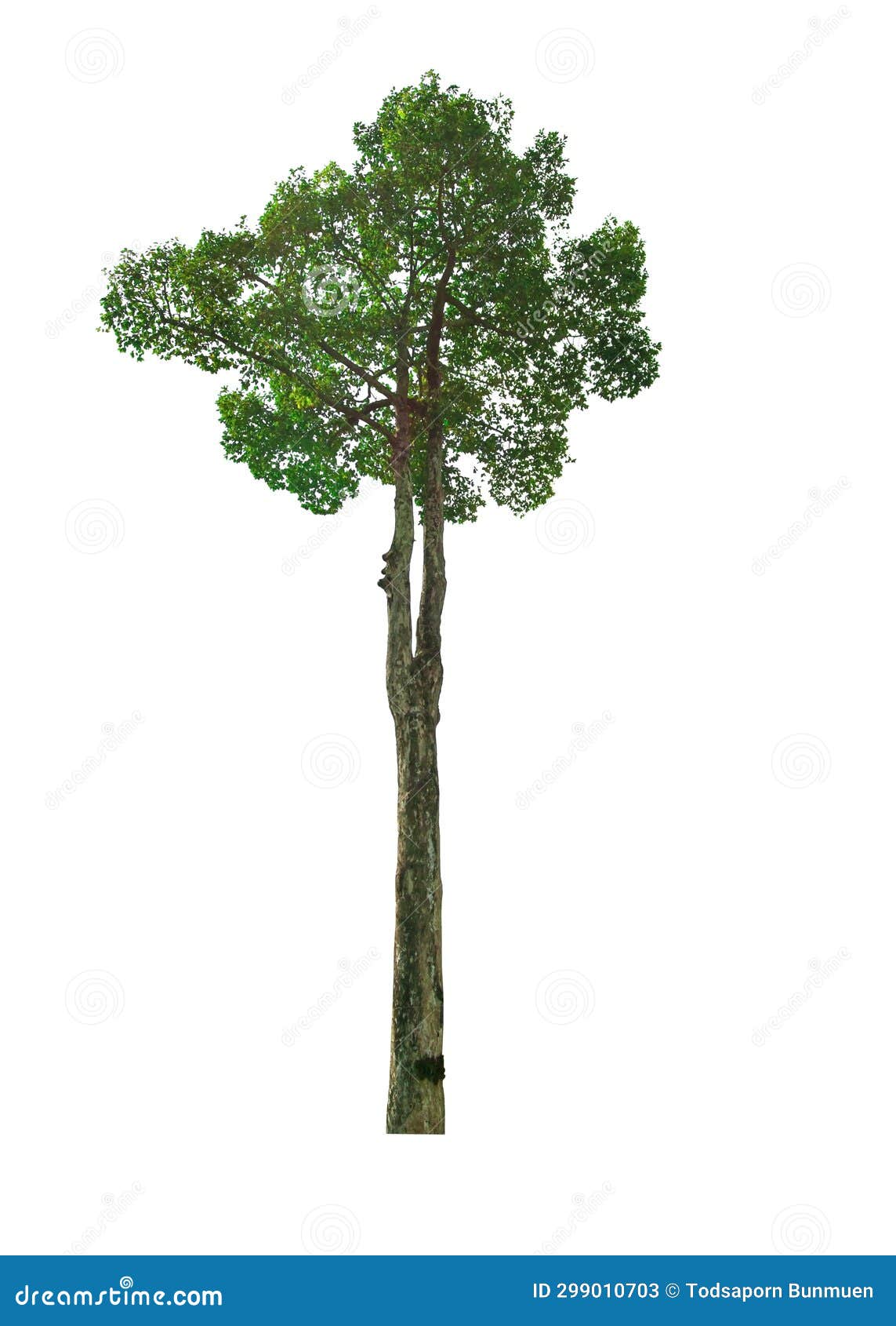 Single Tree Isolated on White Background with Clipping Path Stock Image ...