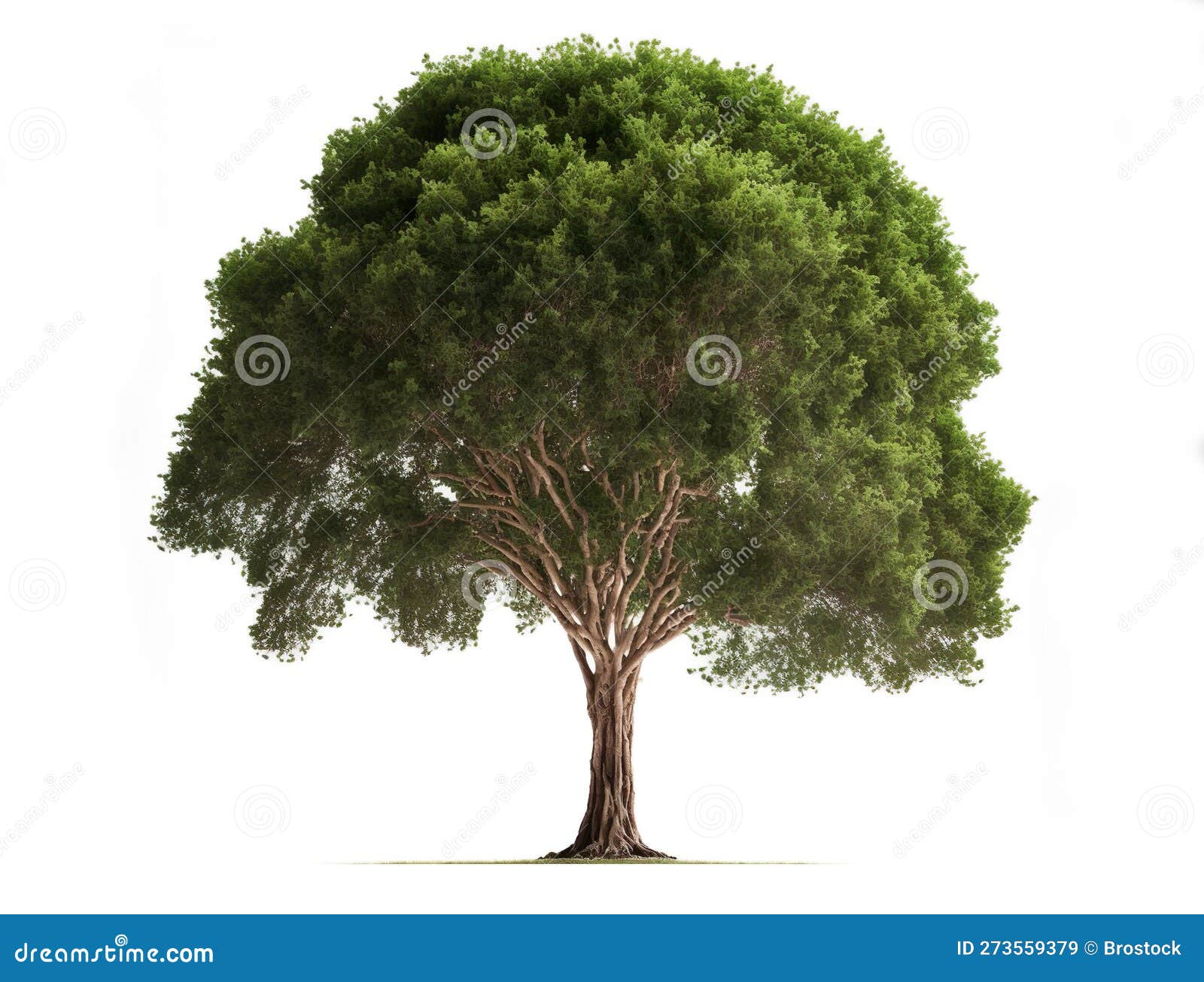 Single Tree Isolated on White Background Stock Image - Image of asia ...
