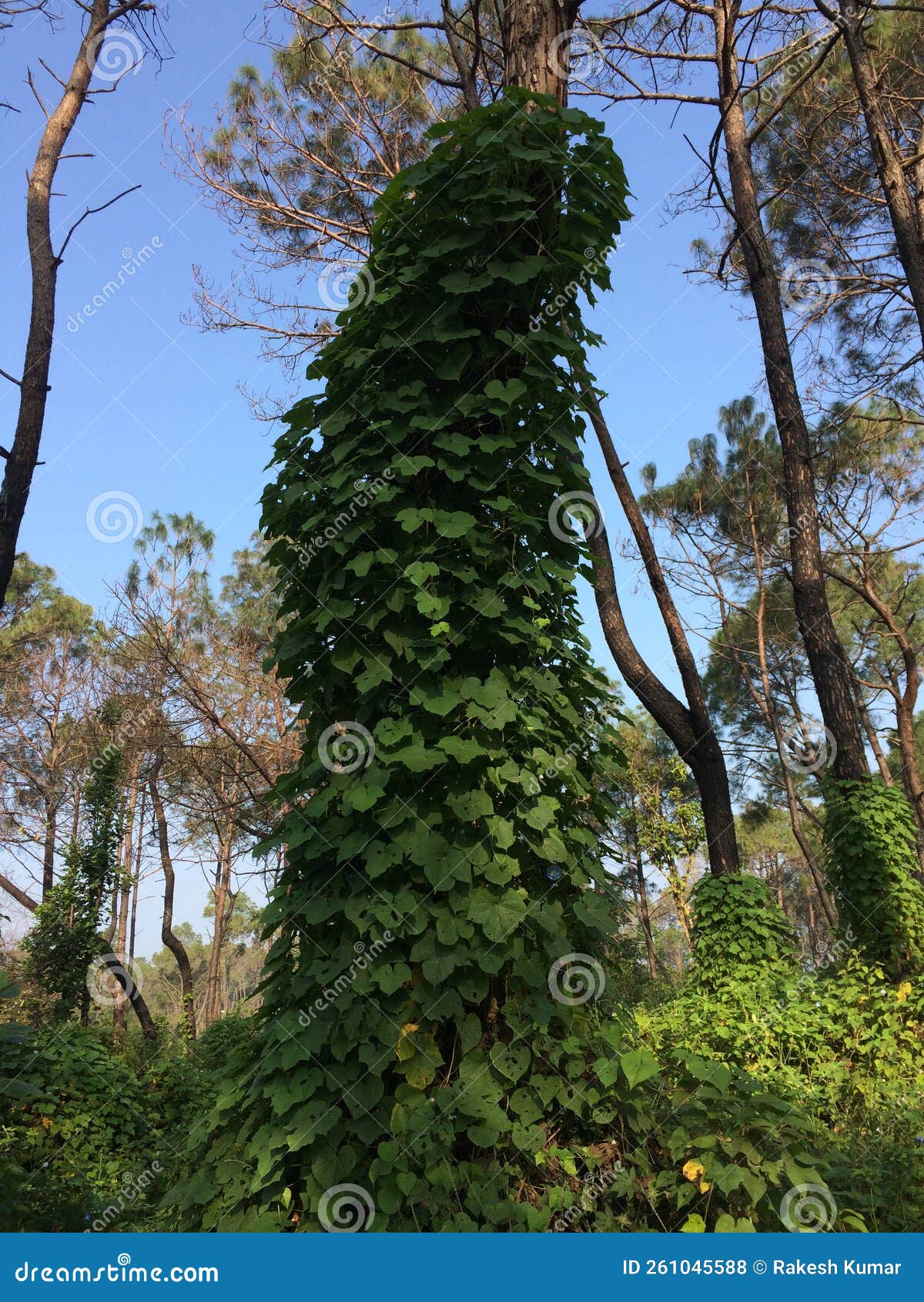 Single Tree in Jungle Hamirpur HP India 8 Stock Photo - Image of ...