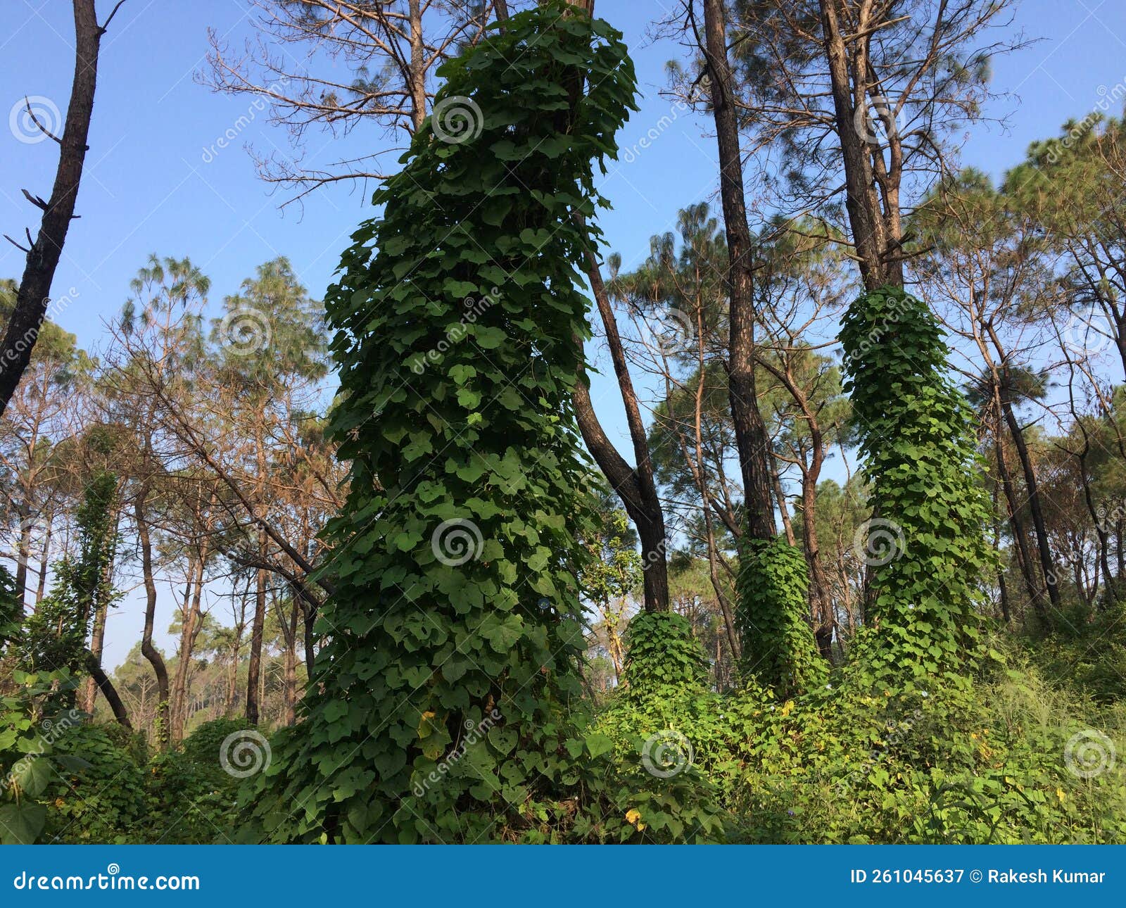 Single Tree in Jungle Hamirpur HP India 9 Stock Image - Image of ...