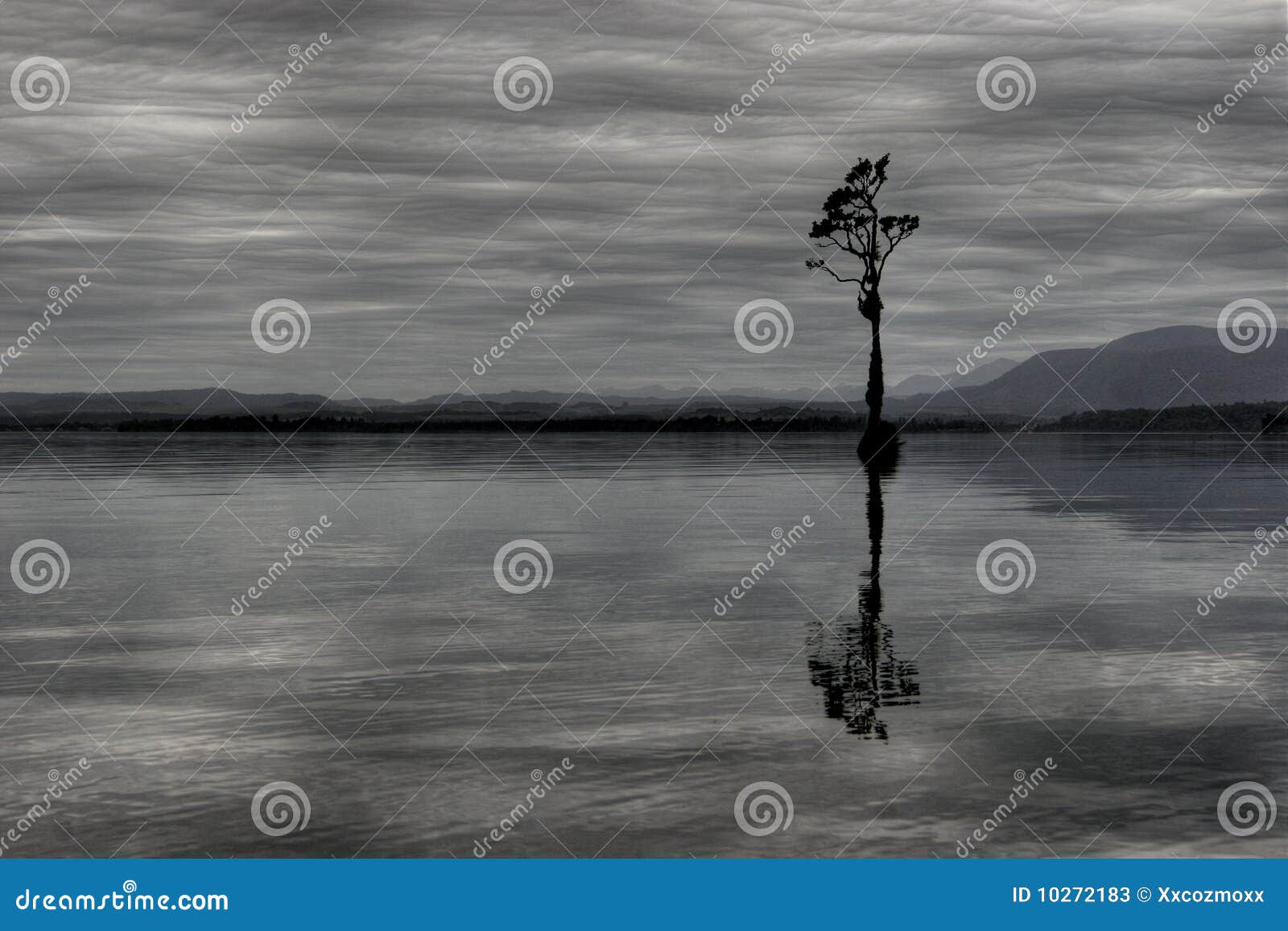 Single Tree in Lake Brunner New Zealand Stock Image - Image of forest ...