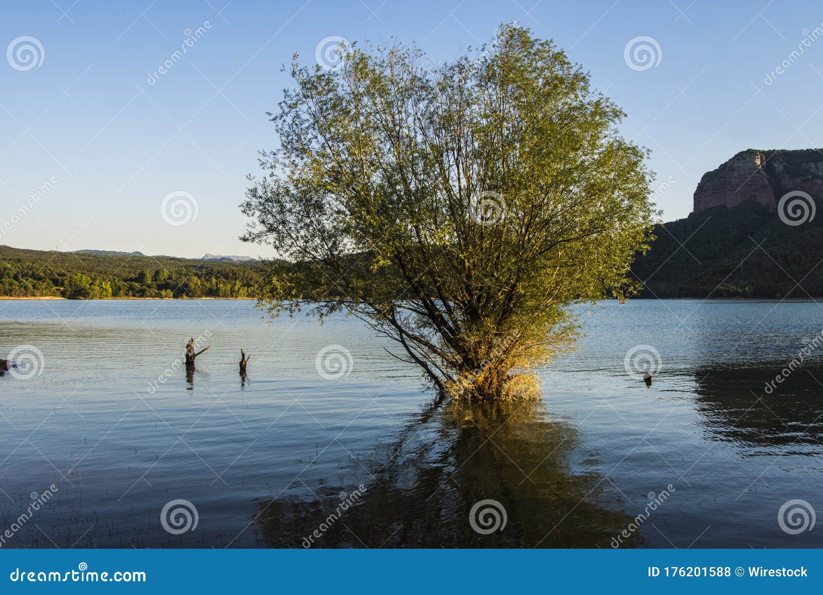 Single Tree in the Lake during Daytime Stock Photo - Image of trees ...