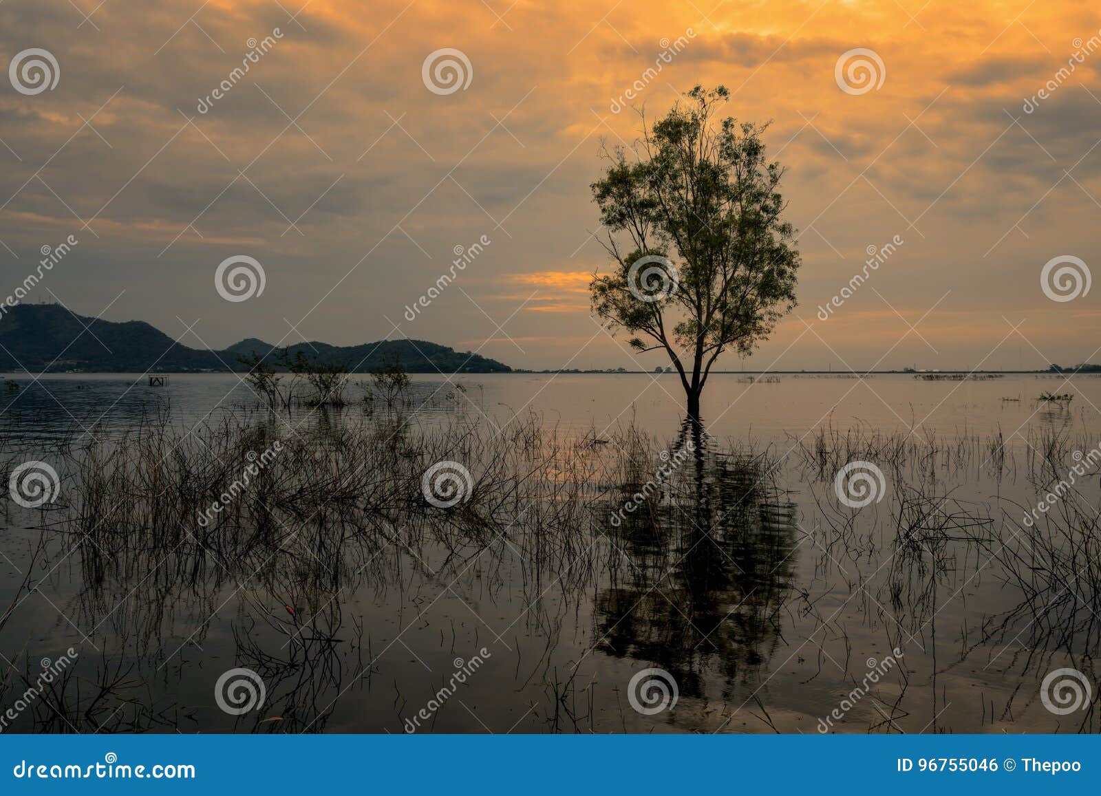 Single tree in the lake. stock photo. Image of water - 96755046