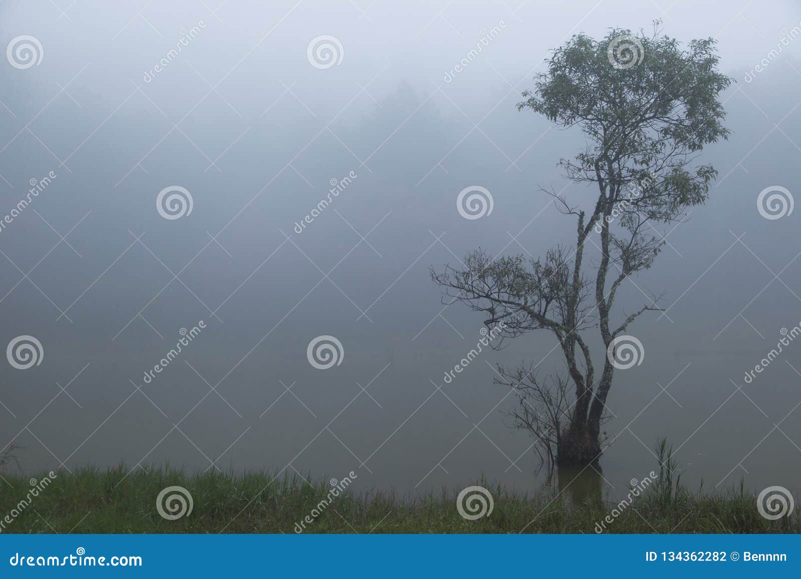 A Single Tree by the Lake Water at Sunrise with Mist. Stock Photo ...