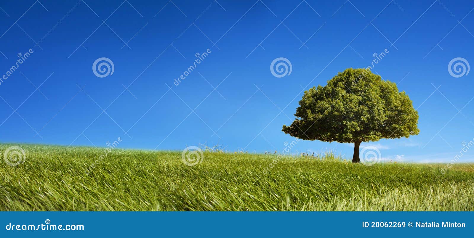 Single Tree Landscape