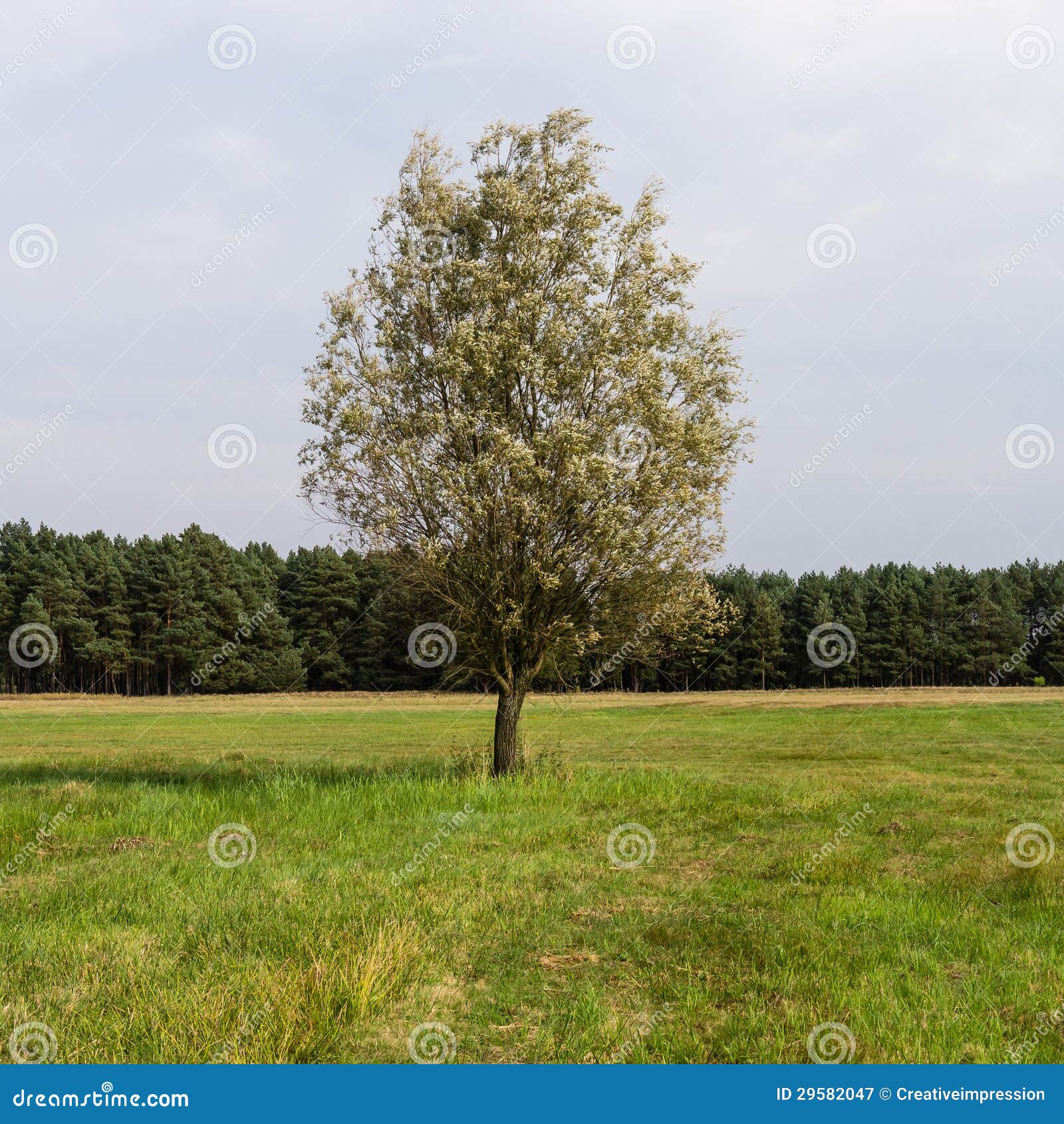 Single tree in landscape stock image. Image of summer - 29582047