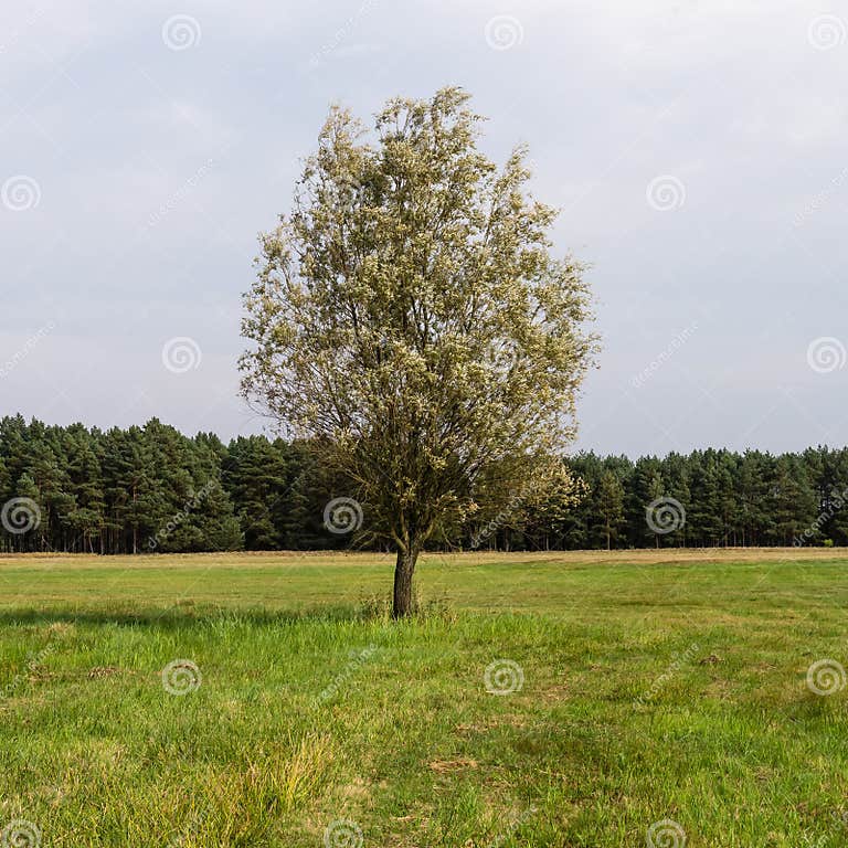 Single tree in landscape stock image. Image of summer - 29582047