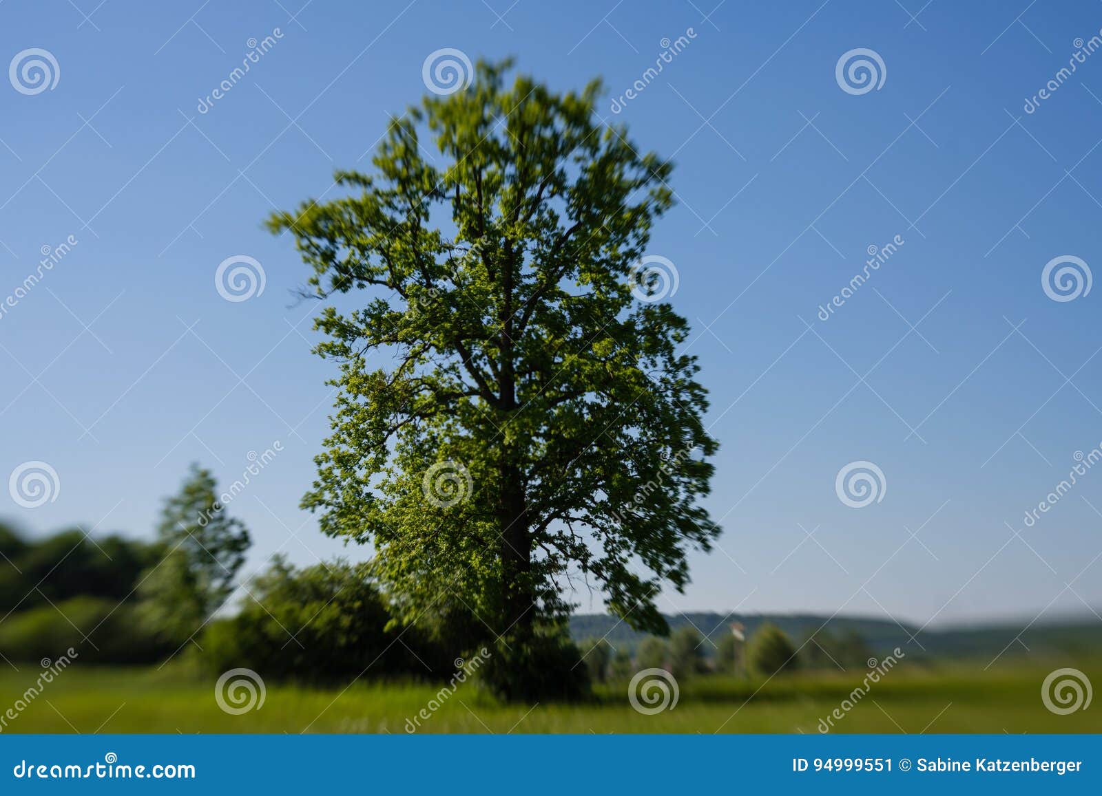 Single tree stock image. Image of blue, background, blur - 94999551