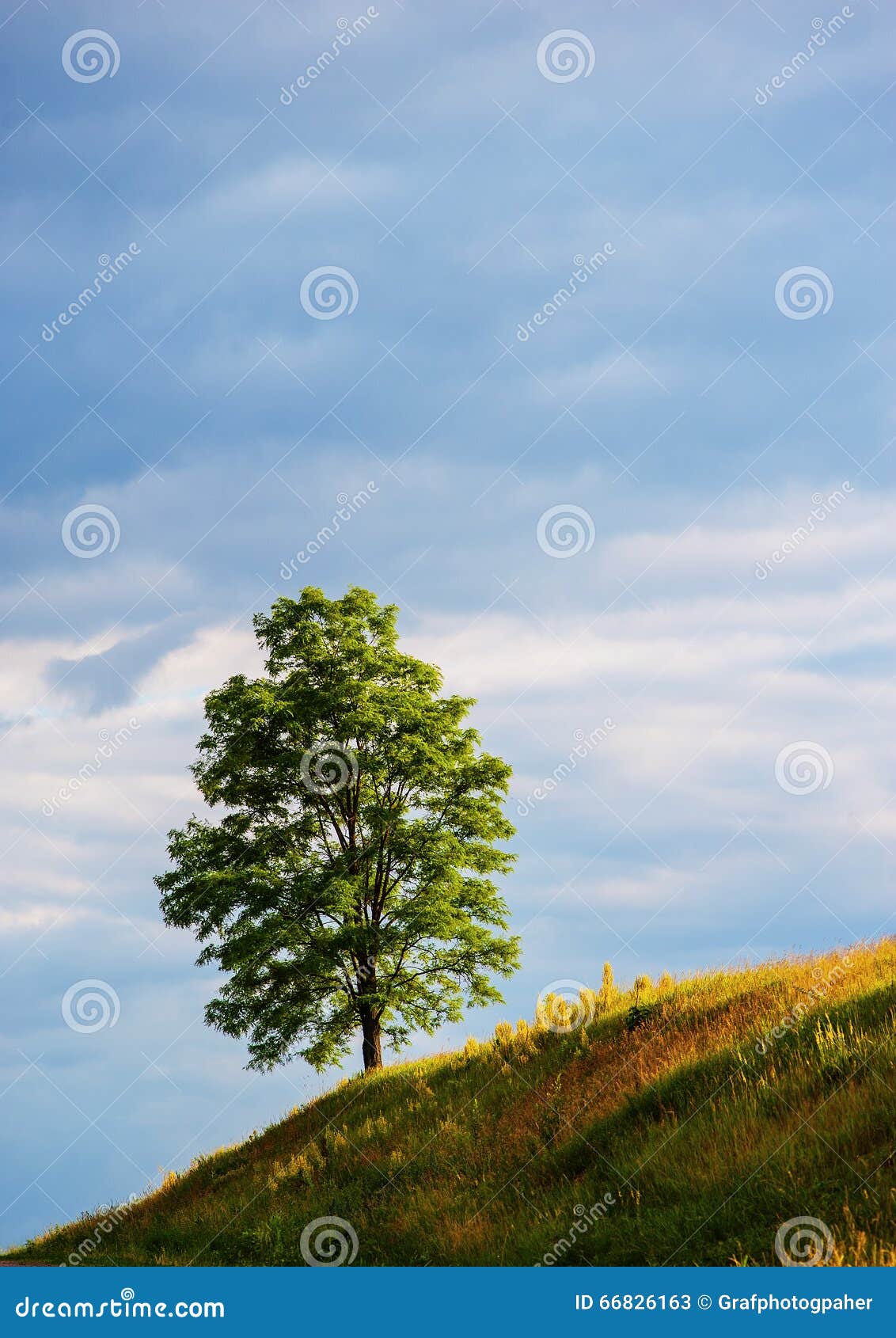 Single tree stock image. Image of natural, plant, agriculture - 66826163