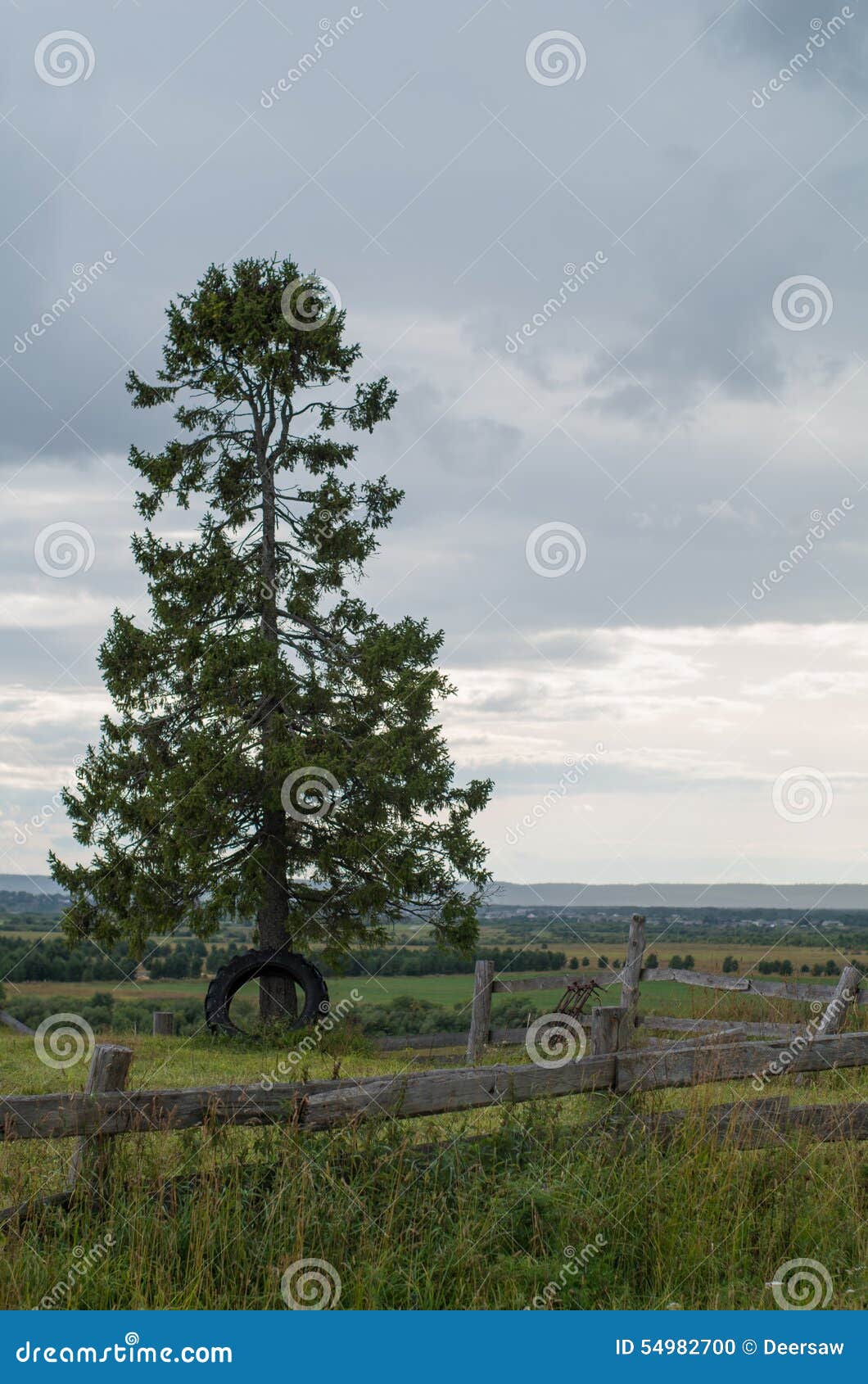 Single tree in a landscape stock photo. Image of pinega - 54982700