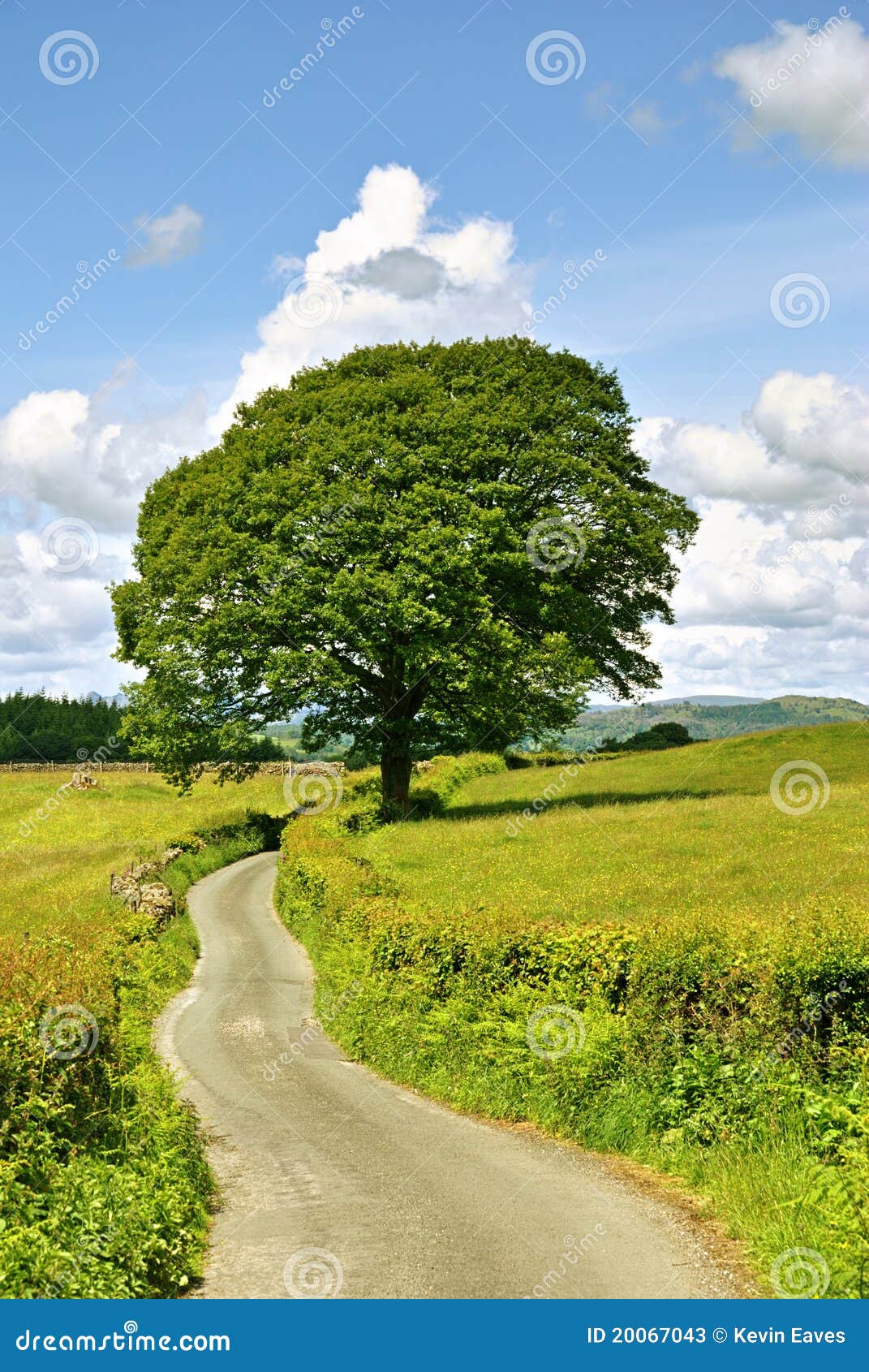 Single tree and lane. stock image. Image of cloud, scenic - 20067043