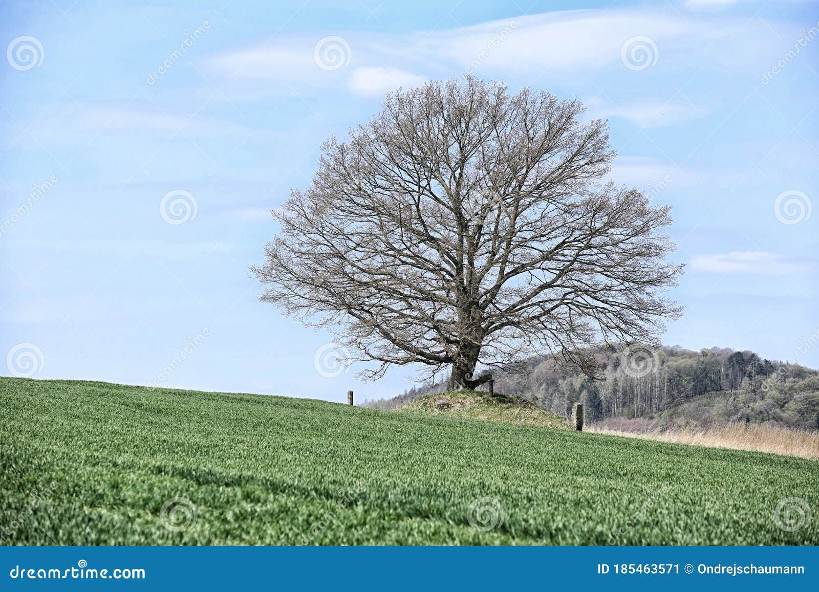 Spreading Leafless Bush Of Euphorbia Balsamifera Stock Photo ...