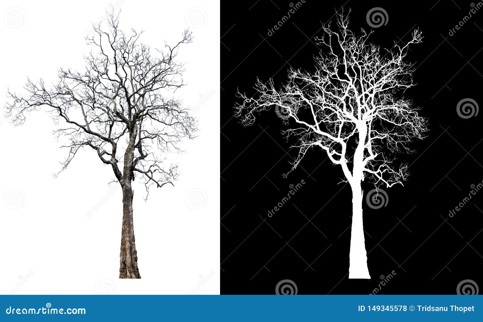 Single Tree without Leaf with Clipping Path Stock Photo - Image of ...