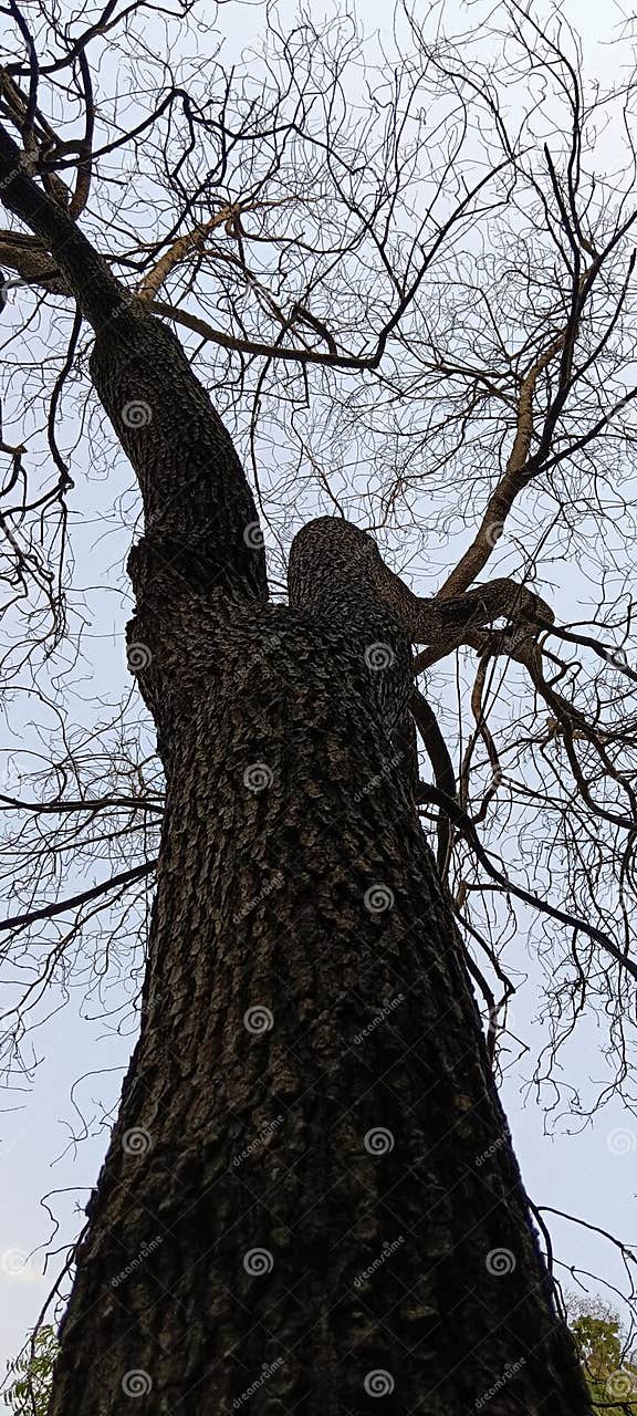 A Single Tree without Leaf in Park Stock Photo - Image of woodland ...