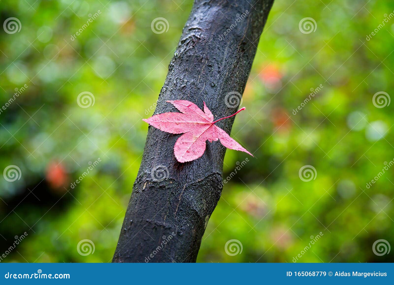 Single Tree Leave on a Trunk Stock Image - Image of wallpaper, closeup ...