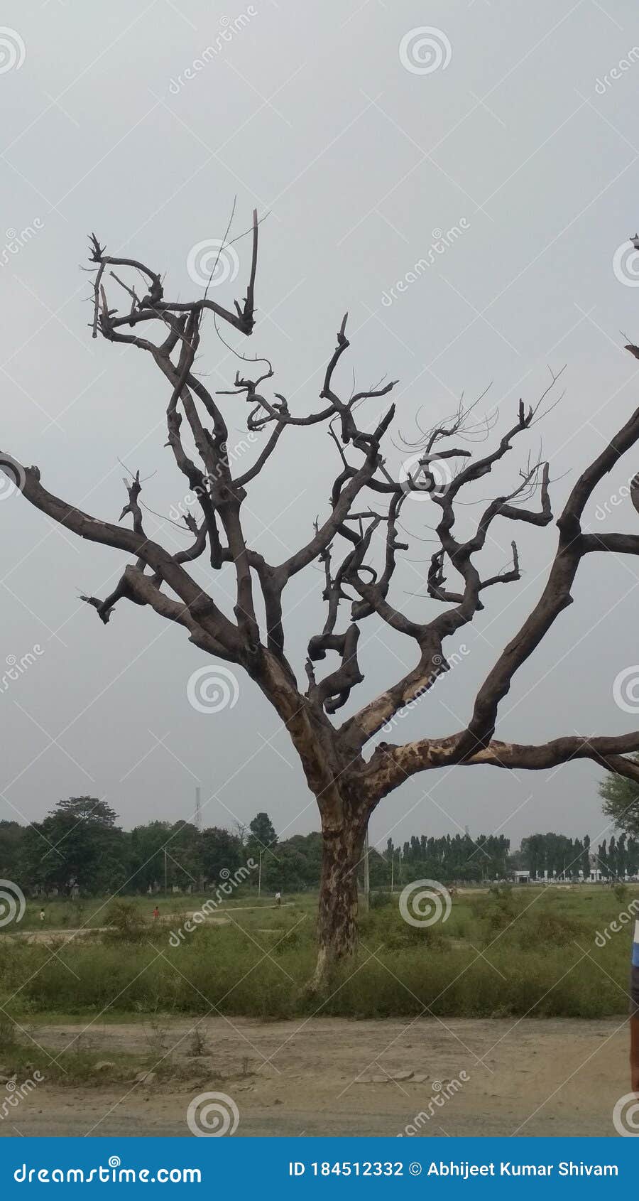 Single Tree with Leaves Horror Look and Sun is Not in Background Stock ...