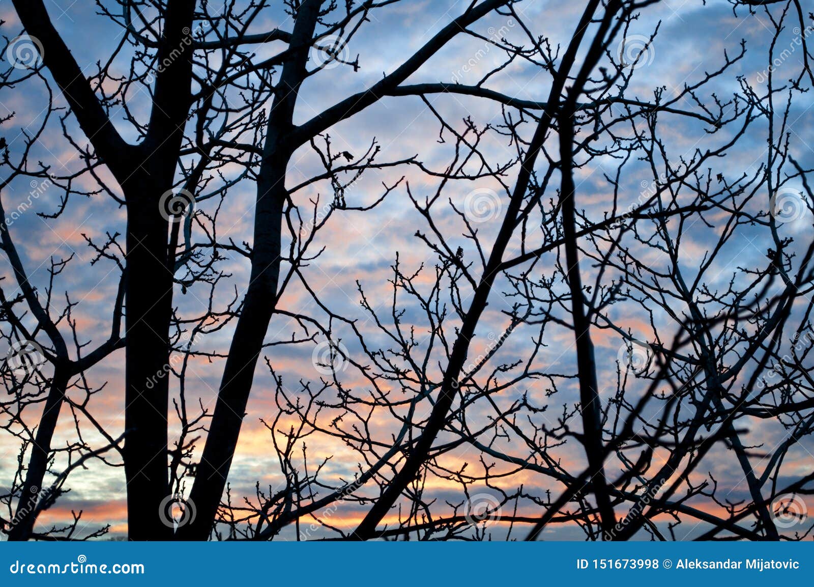 Single Tree without Leaves at the Sunset Stock Photo - Image of tree ...